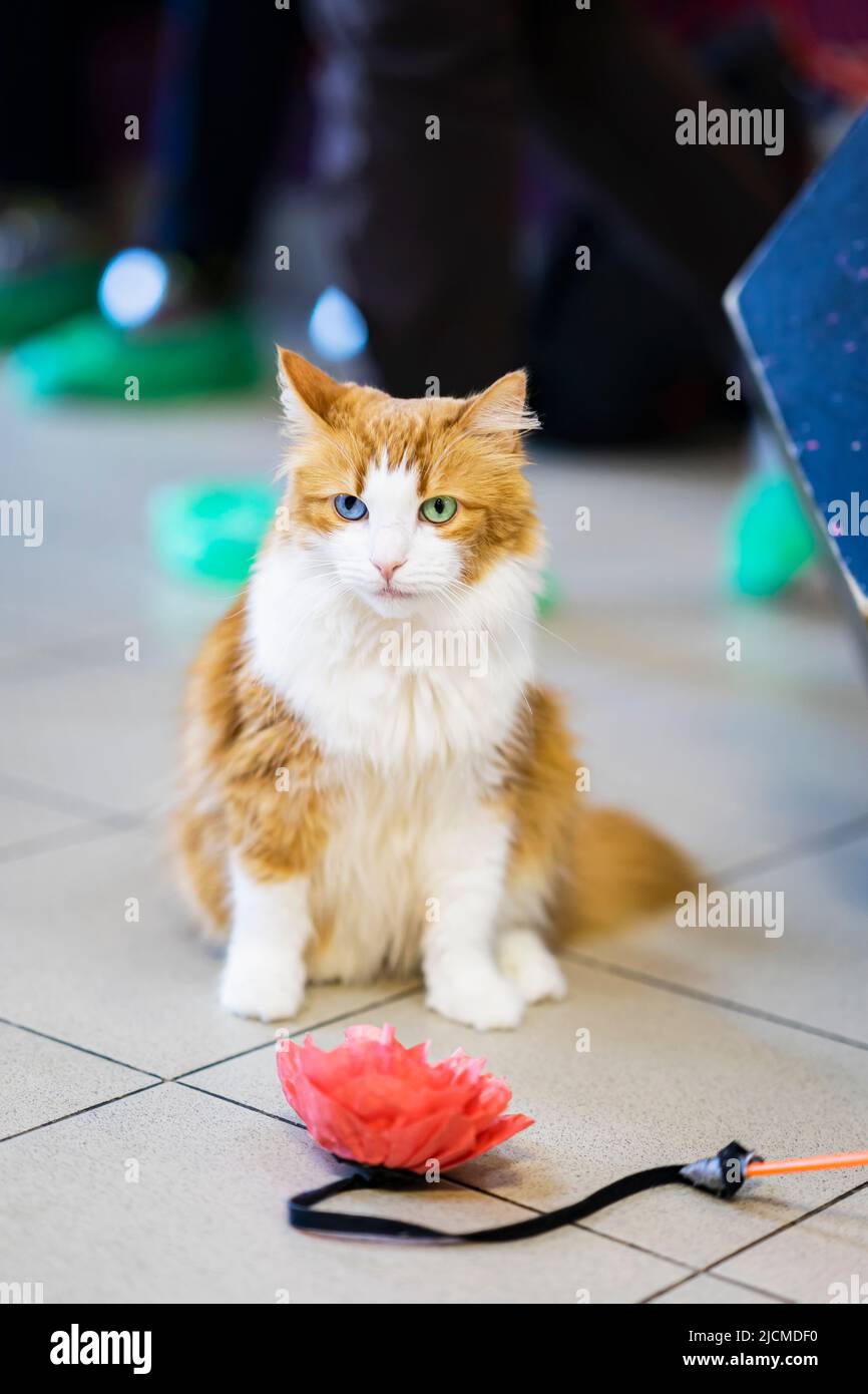 Fluffy cat with multi-colored eyes next to his toy Stock Photo - Alamy