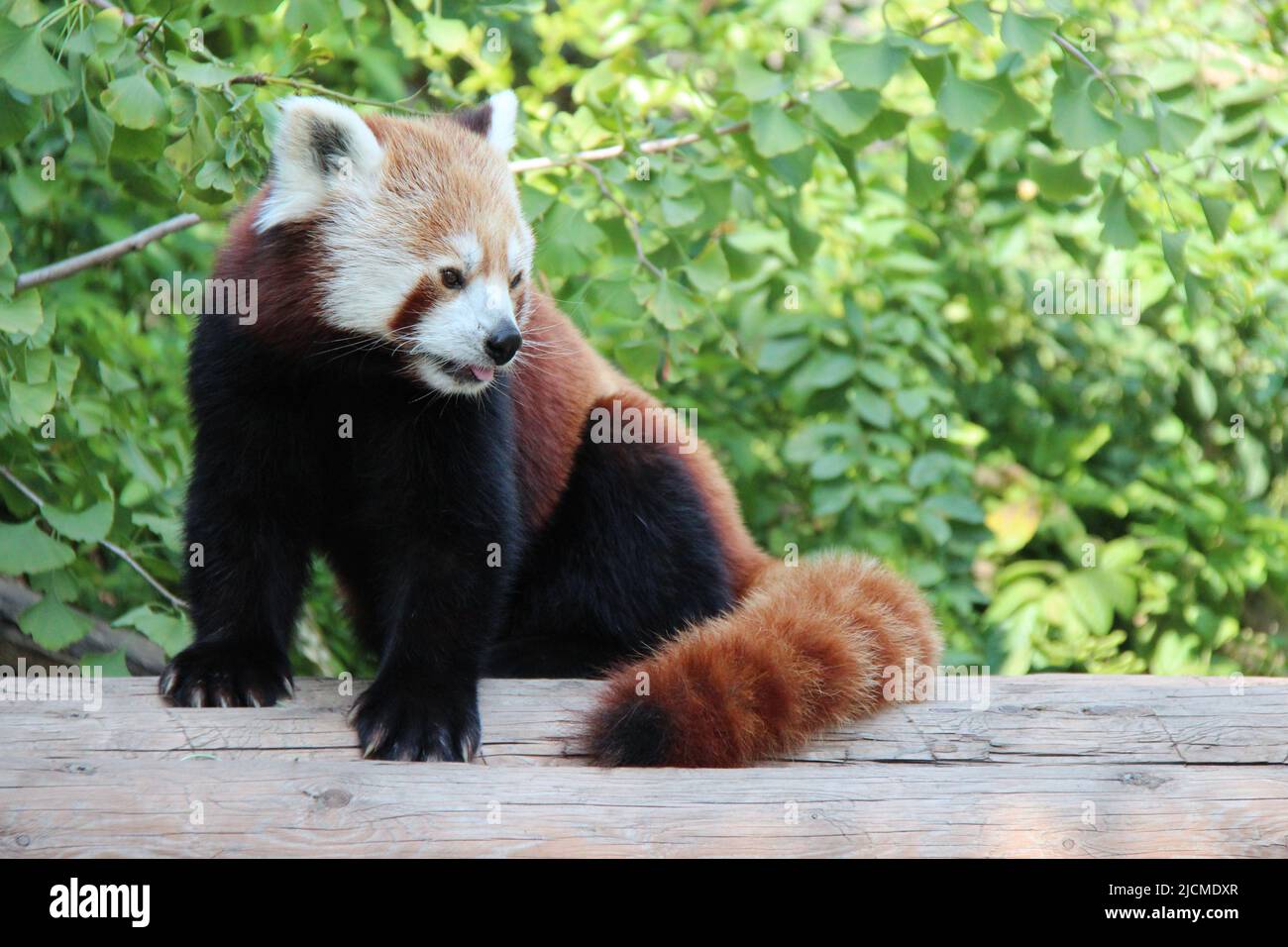 red panda in a zoo in vienna (austria Stock Photo - Alamy