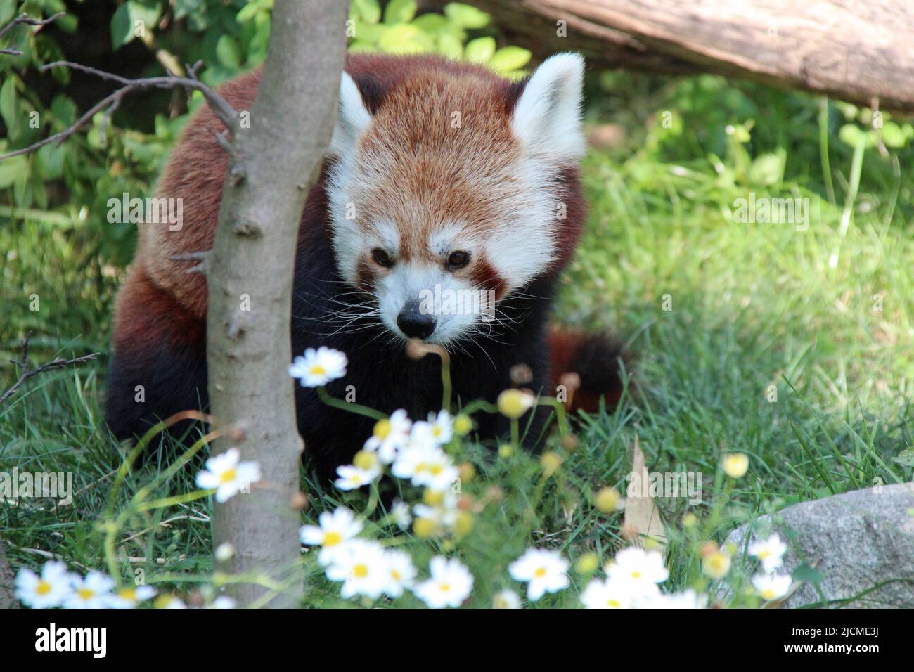 red panda in a zoo in vienna (austria Stock Photo - Alamy