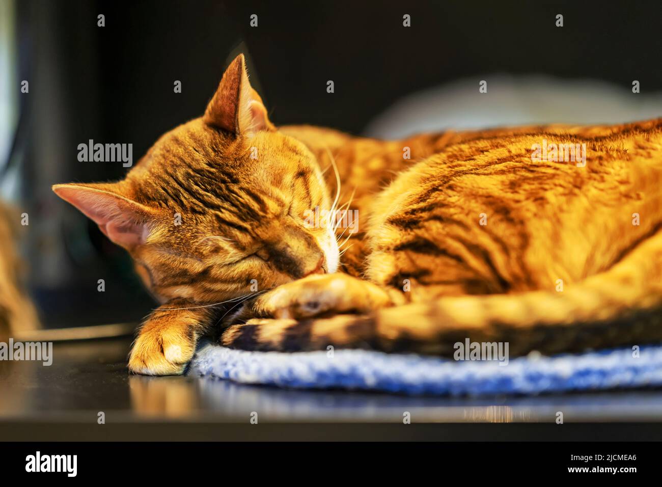 Sleeping ginger domestic cat hi-res stock photography and images - Alamy