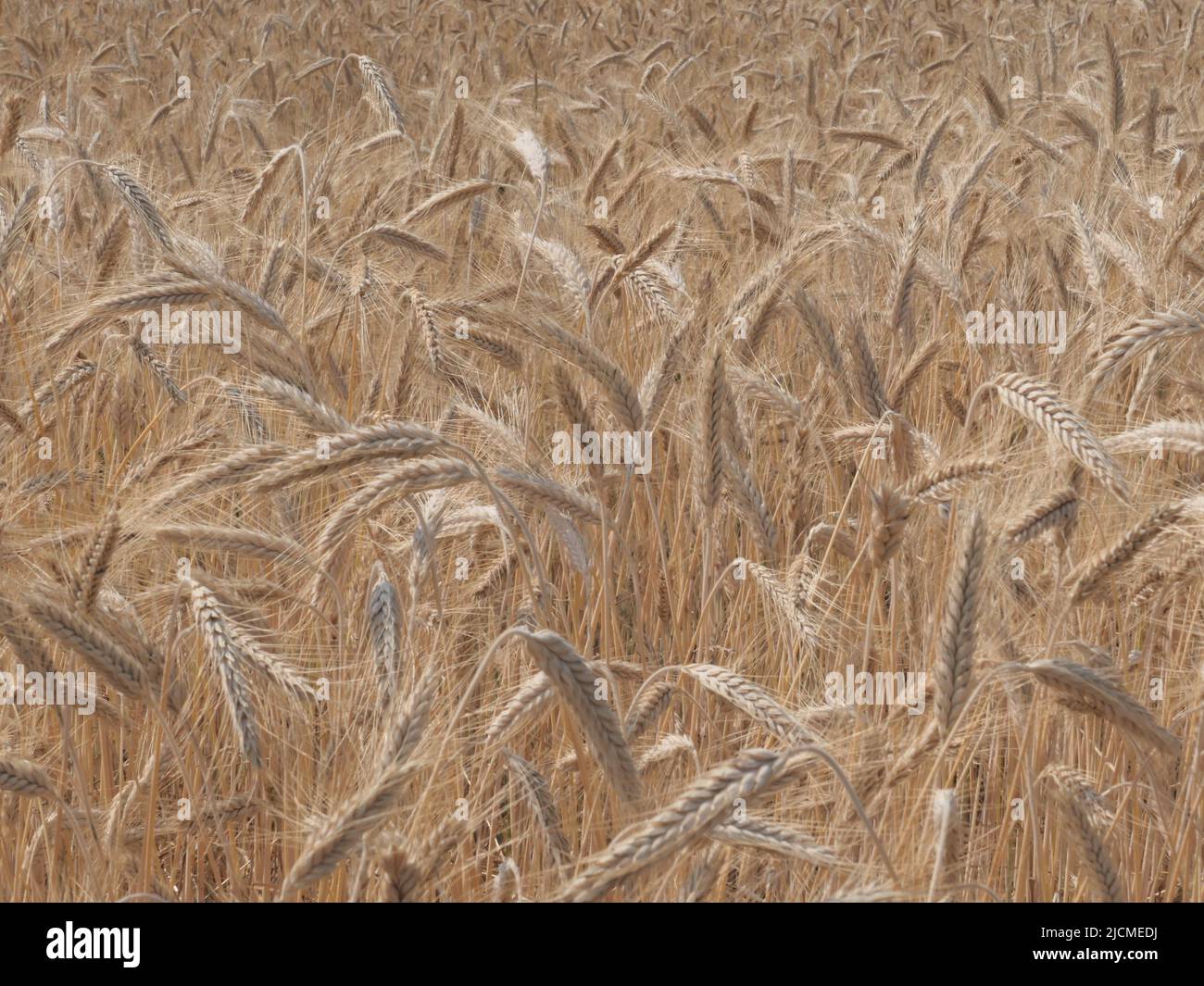 Milan, Italy. 14th June, 2022. Milan, Italy Current wheat production in ...