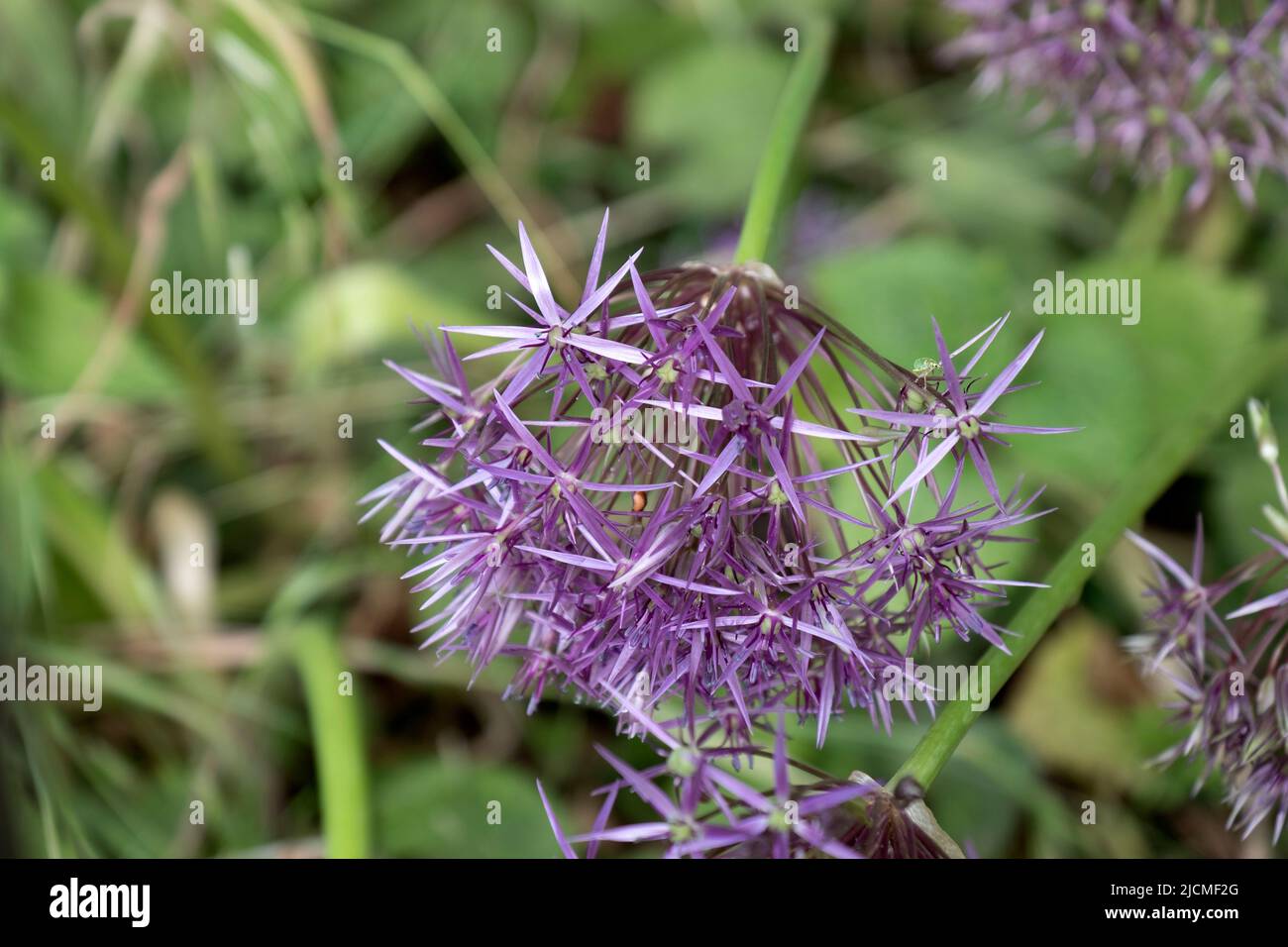 purple allium garlic bloom Stock Photo - Alamy
