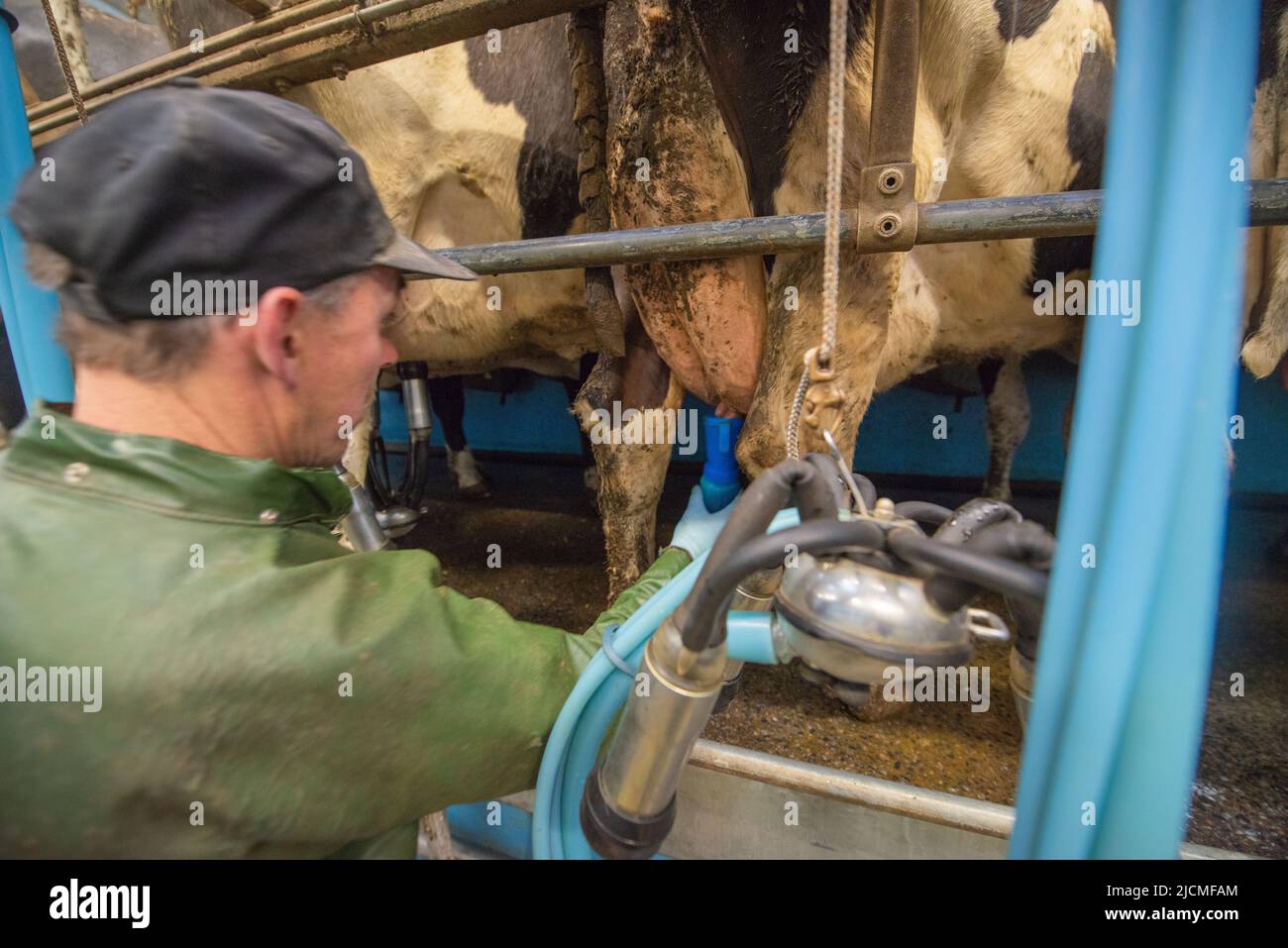 Dipping udder teats in sterilising fluid. Milking Freisian diary cows ...