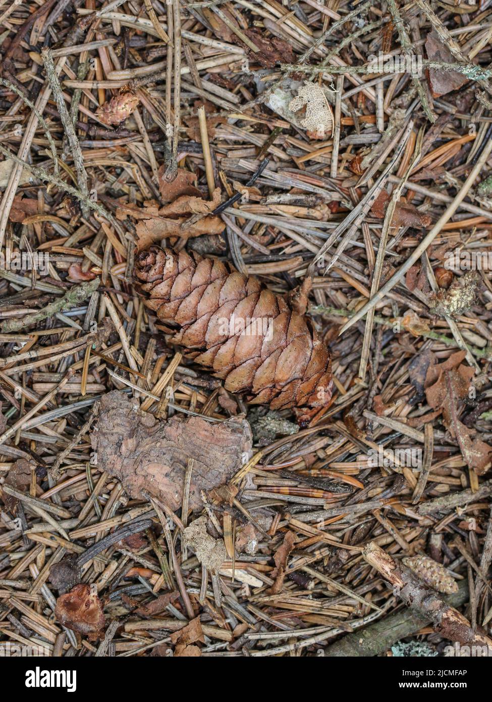 Picea serbia picea omorika hi-res stock photography and images - Alamy