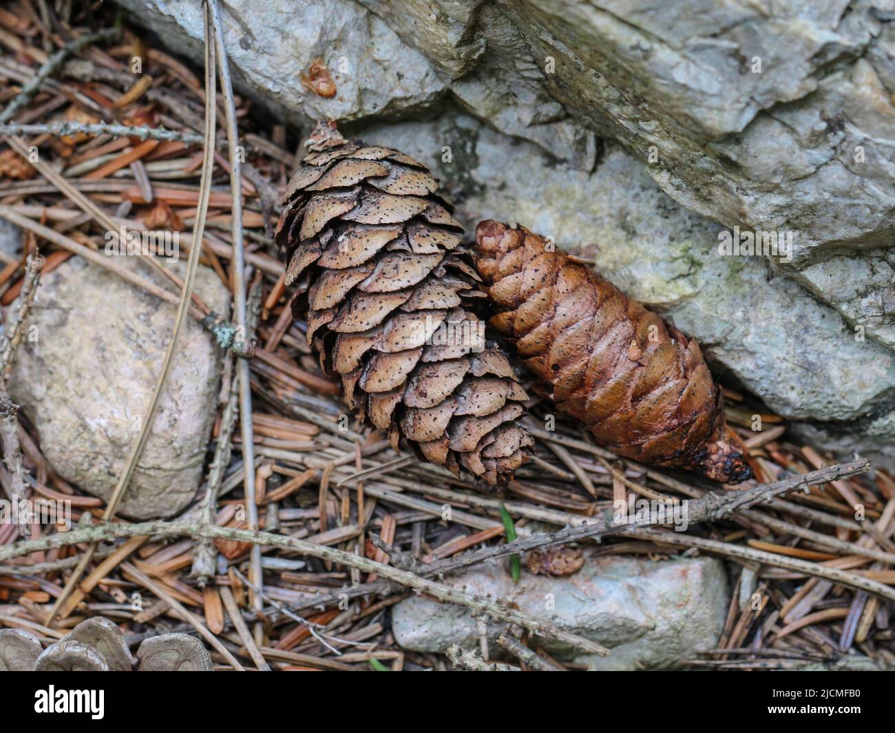 Open and closed brown cones of endemic and rare coniferous species ...