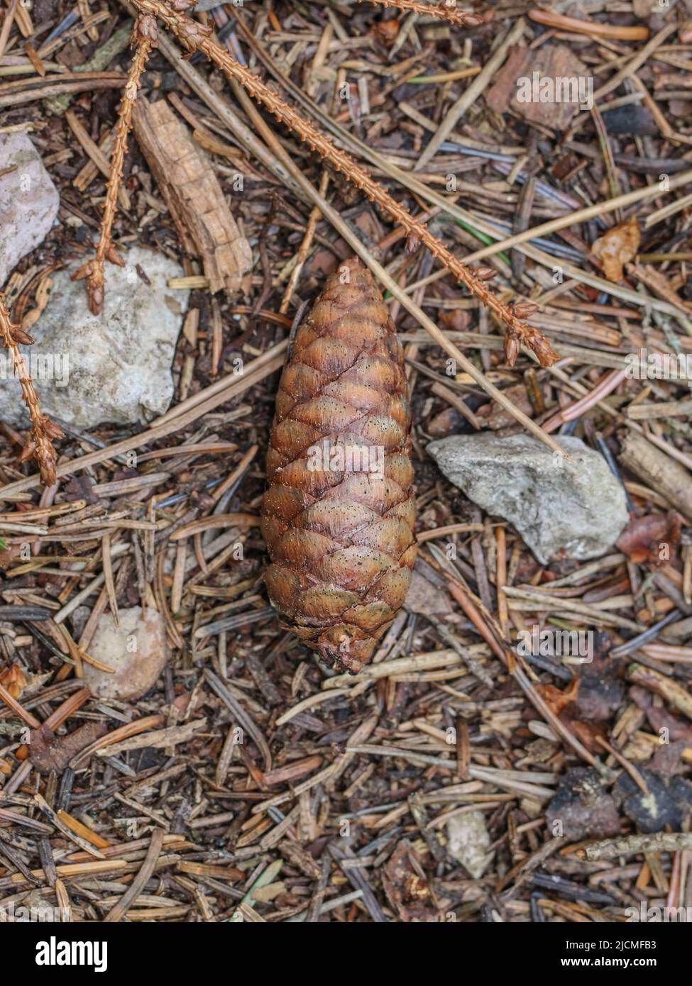 Brown closed cones of endemic and rare coniferous tree Picea omorika in ...