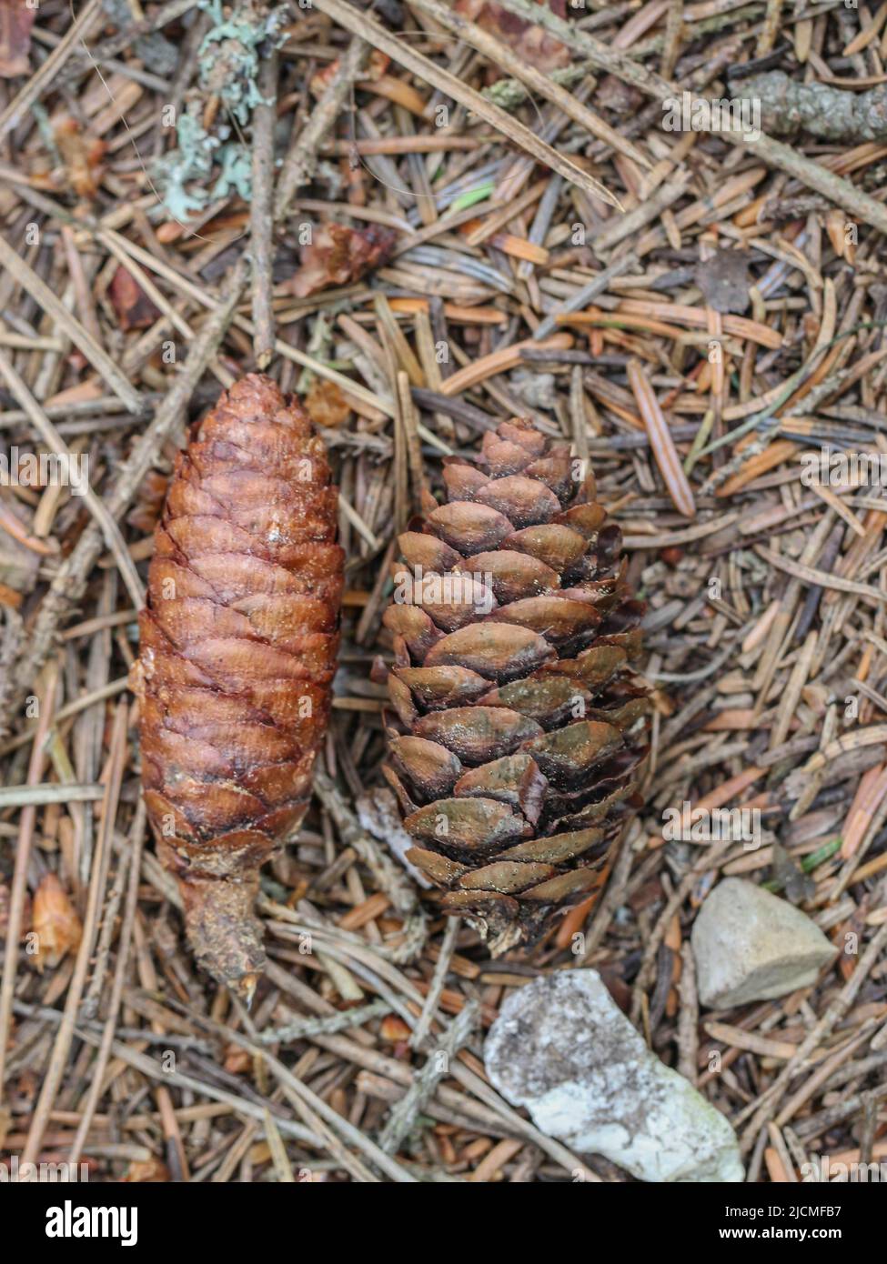 Open and closed brown cones of endemic and rare coniferous species ...