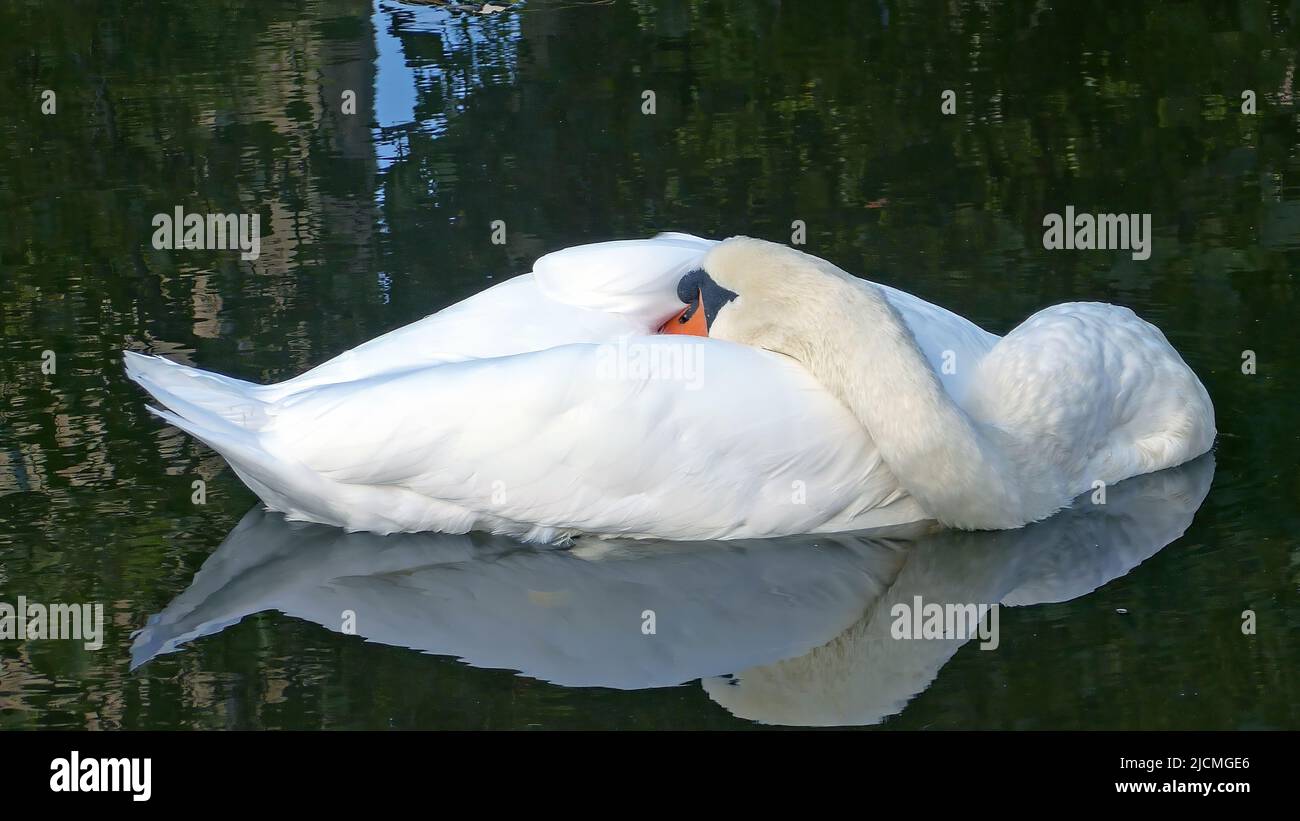 Sleeping swan hi-res stock photography and images - Alamy