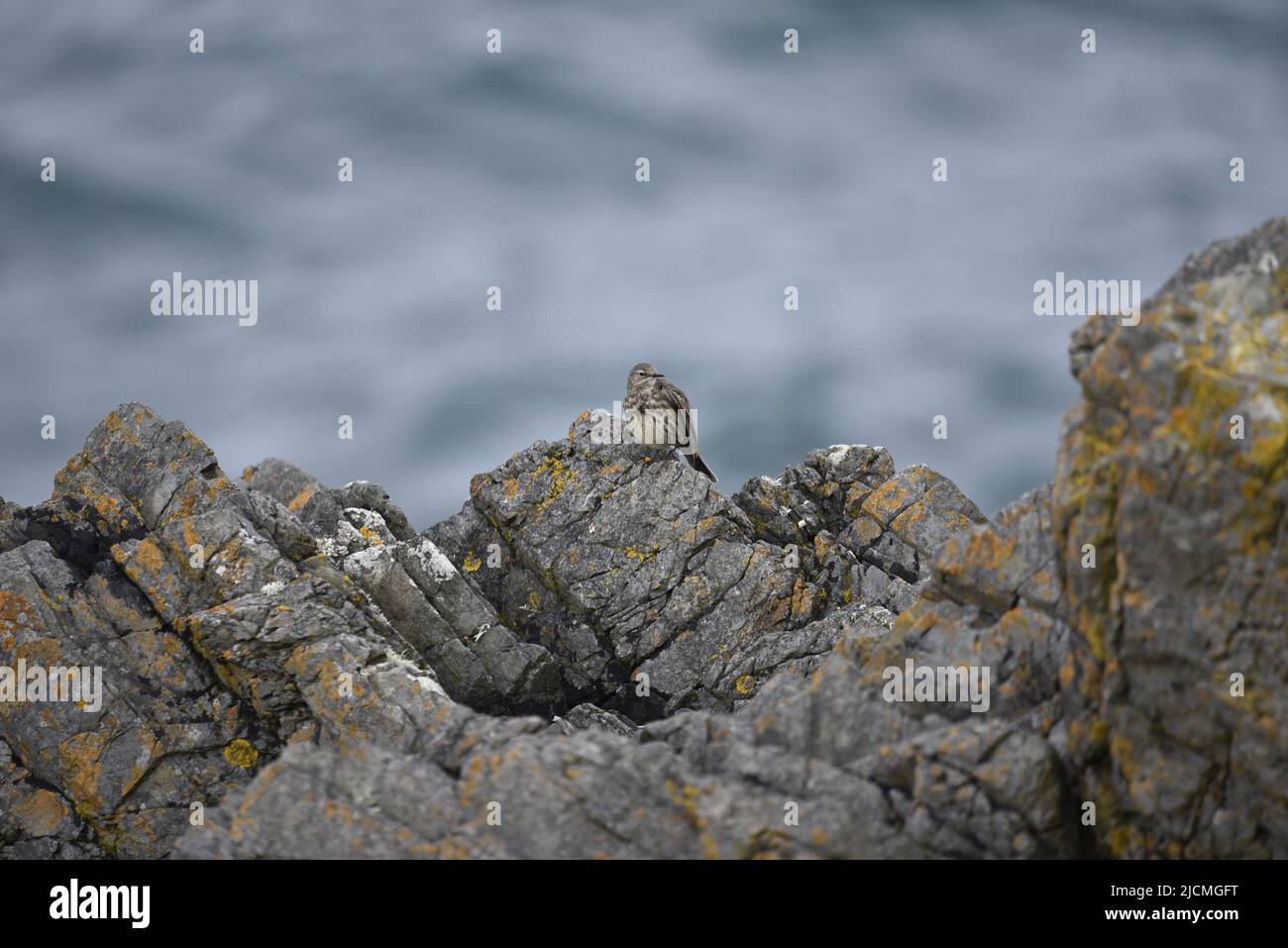 Eurasian Rock Pipit (Anthus petrosus) Perched in Left-Profile in the ...
