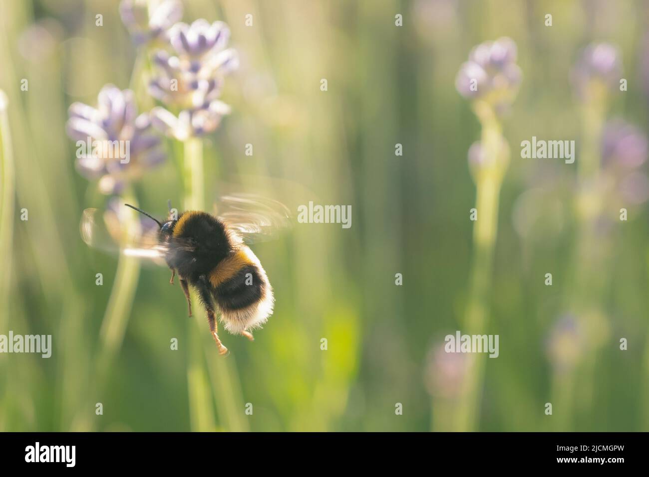 Bumblebee in flight hi-res stock photography and images - Alamy