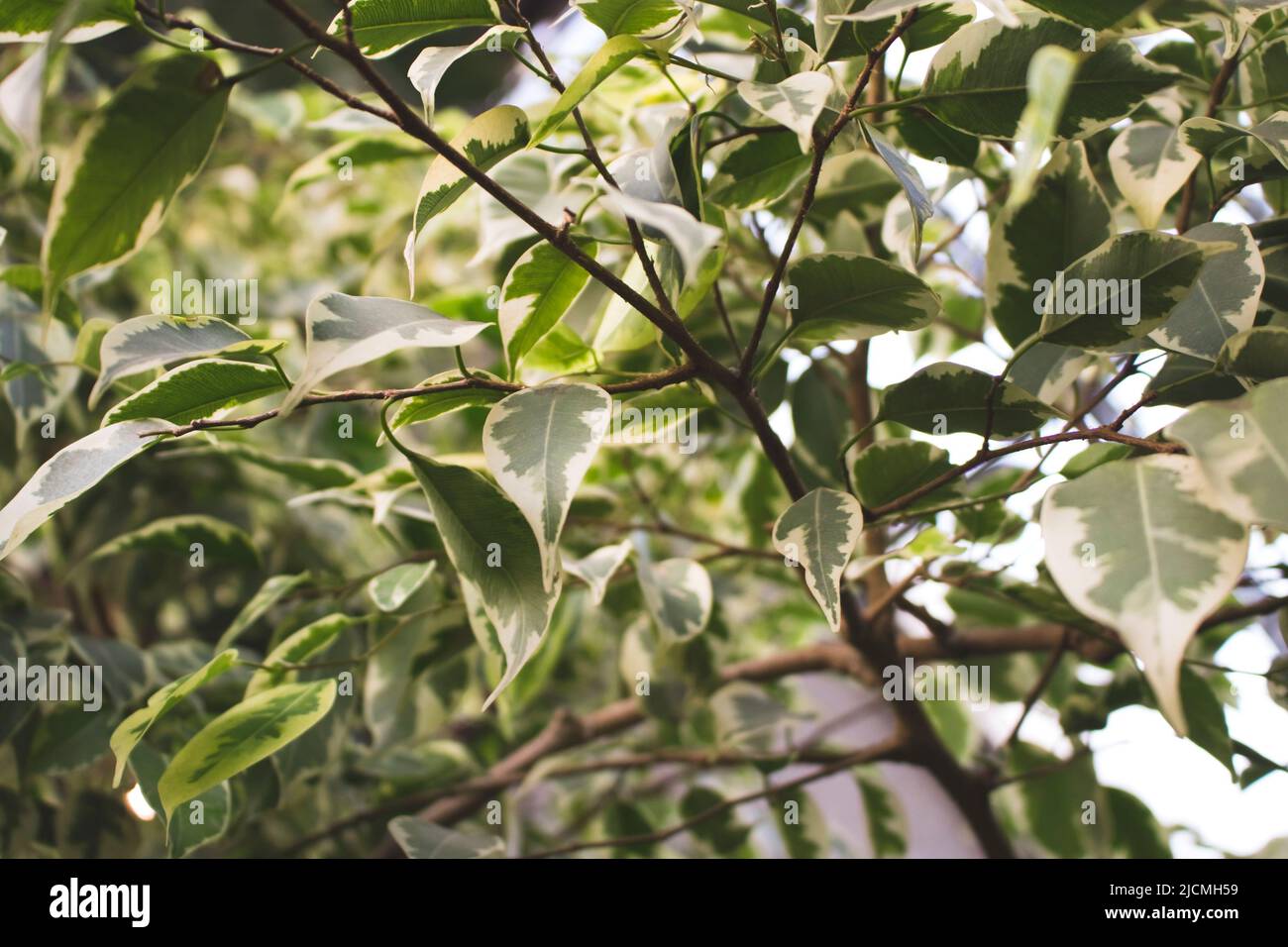 Ficus benjamina twilight. Green tropical leaves texture Stock Photo - Alamy