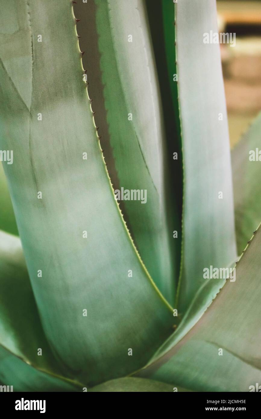 Closeup of agave green leaves. Natural textured background Stock Photo ...