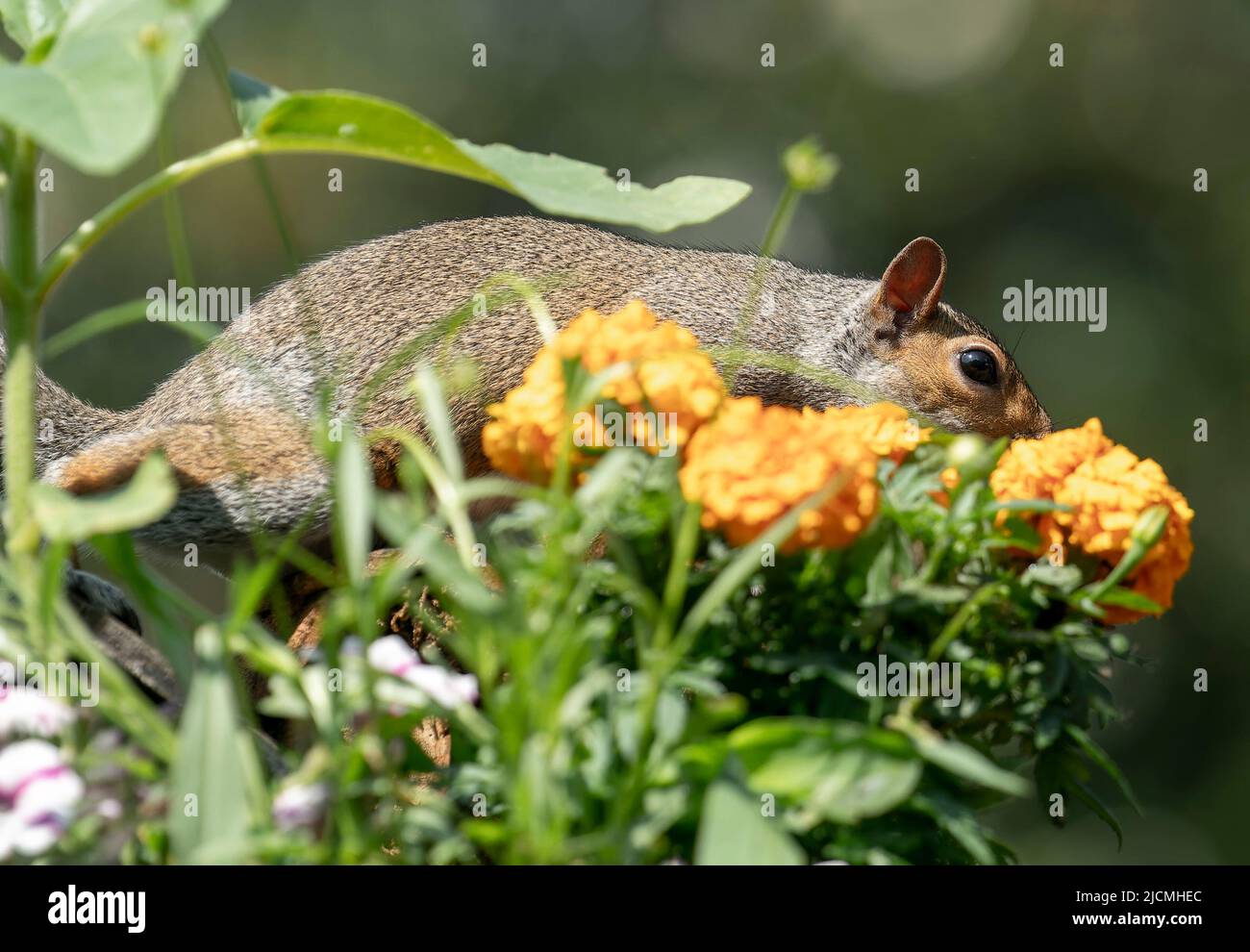 A Squirrel behind Marigold flowers Stock Photo - Alamy