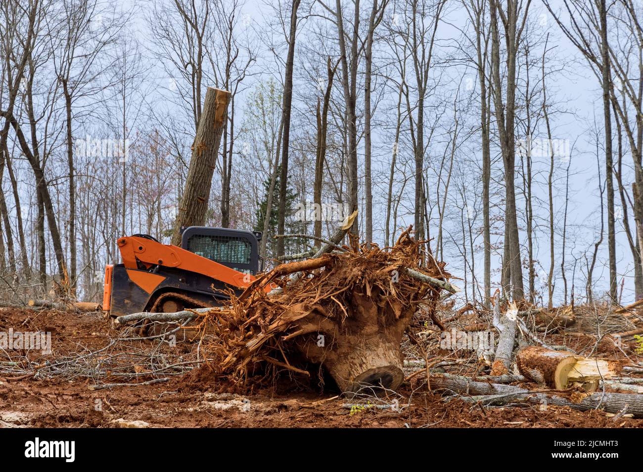 Freshly cut trees for residential construction in backhoe clearing ...