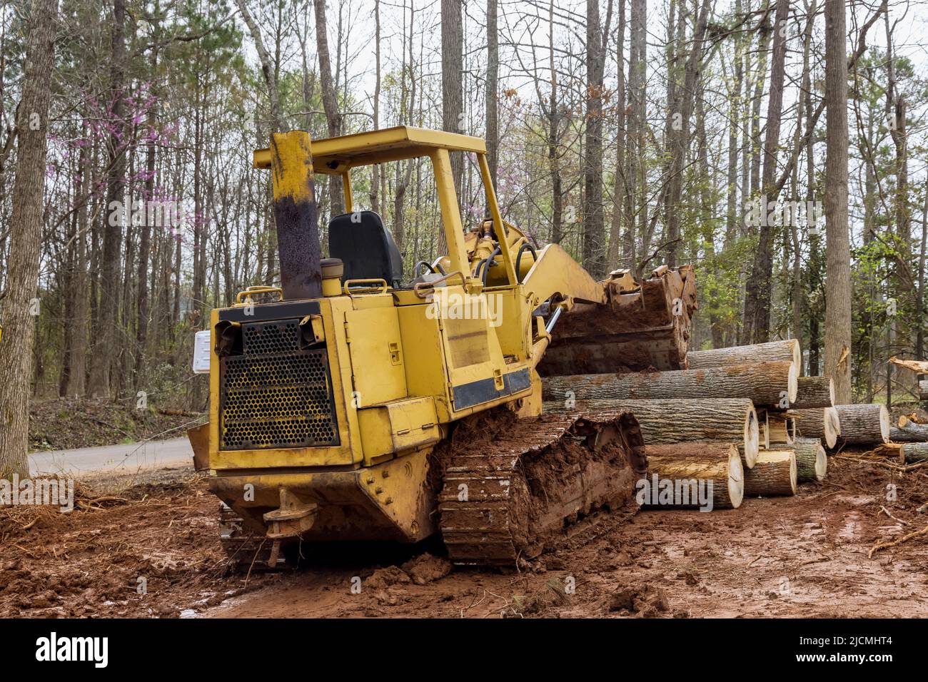 Freshly cut trees for residential construction in backhoe clearing ...