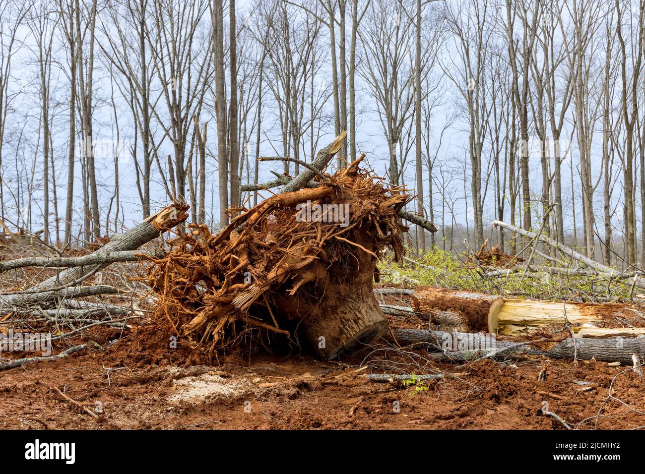 Foot stump roots of trees which were cut down the land clearing Stock ...