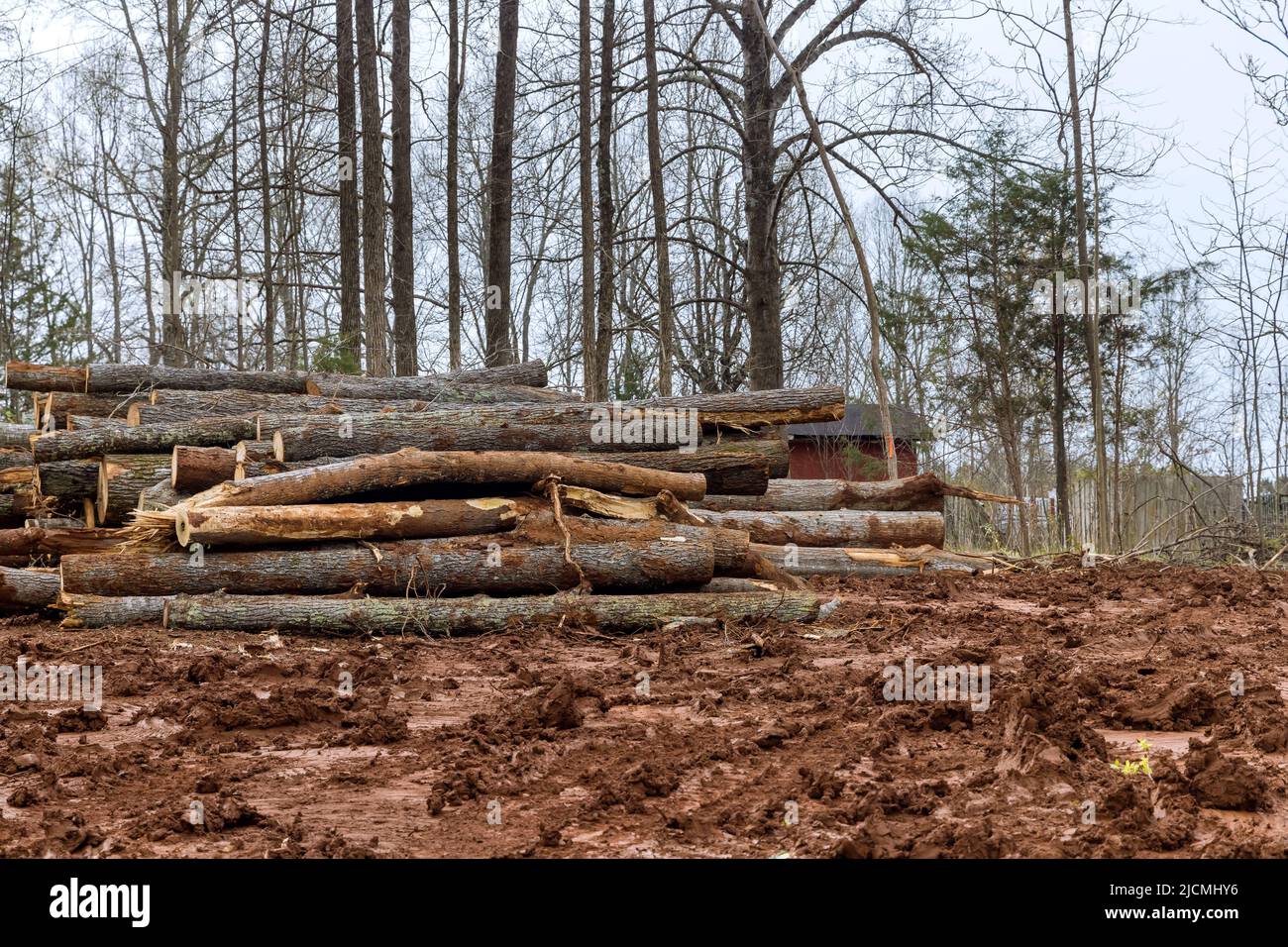 Trees that have been felled cut into logs to clear land for new ...