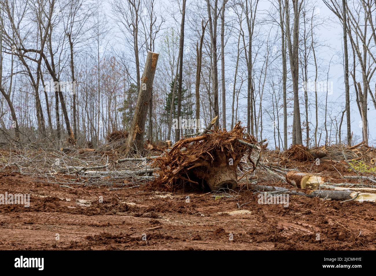 Desolated landscape of forests being cut down fresh chop tree root ...