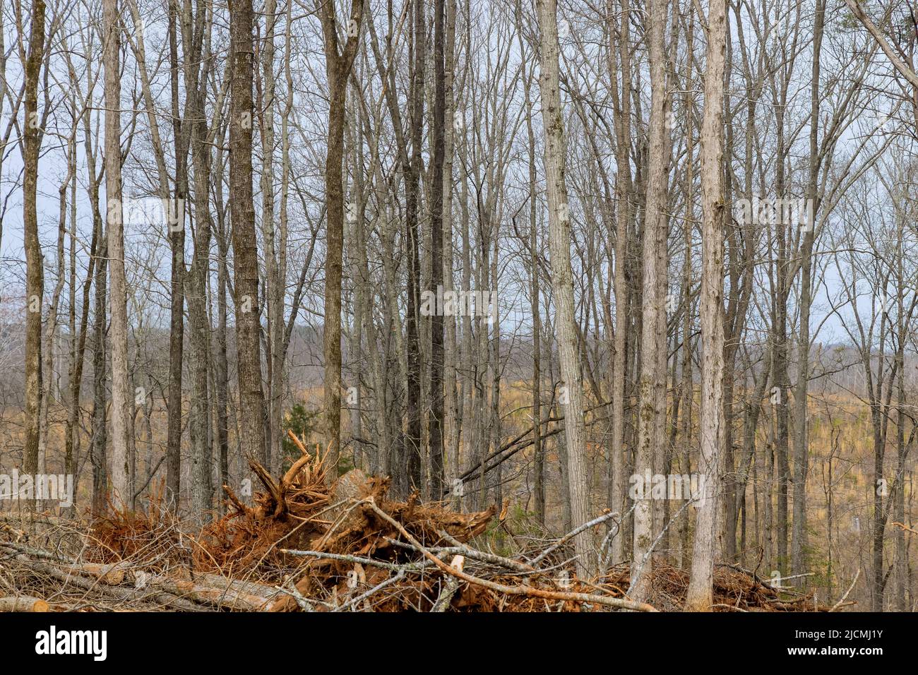 Whole tree and roots hi-res stock photography and images - Alamy