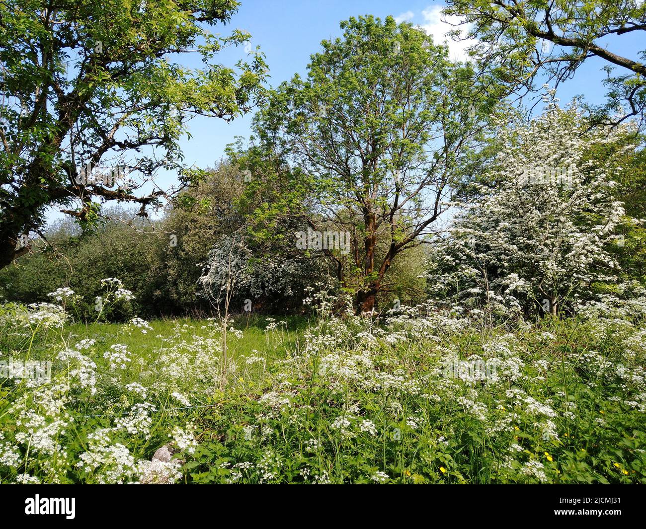 Hedgerows in england pictures hi-res stock photography and images - Alamy