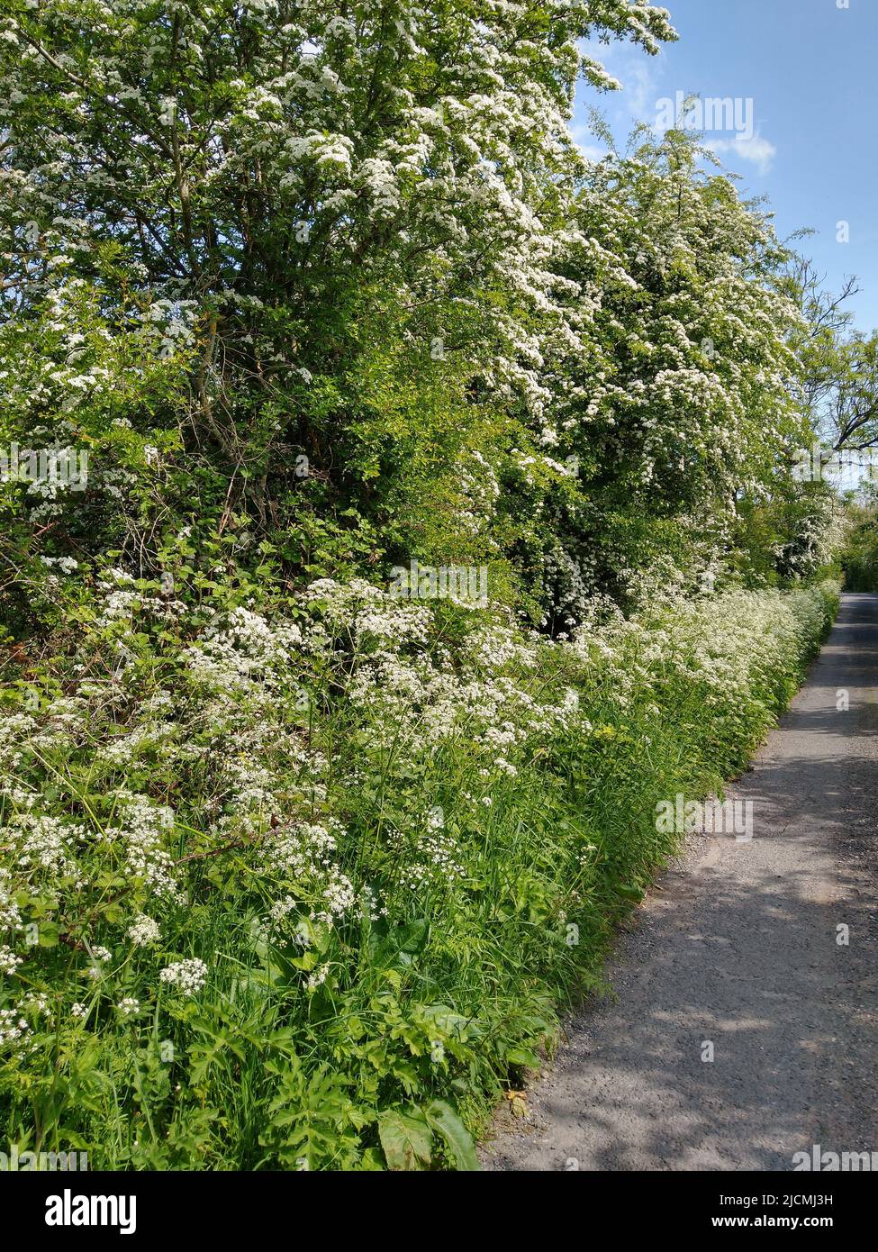 English hedgerow images hi-res stock photography and images - Alamy