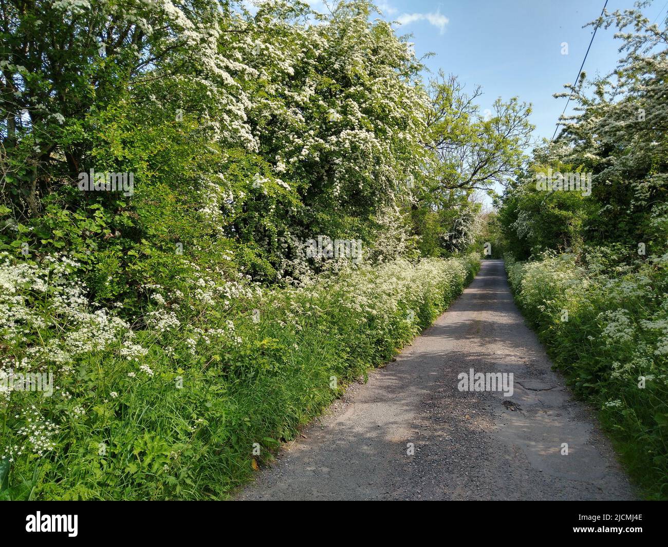 English Hedgerow in Early Summer Stock Photo - Alamy