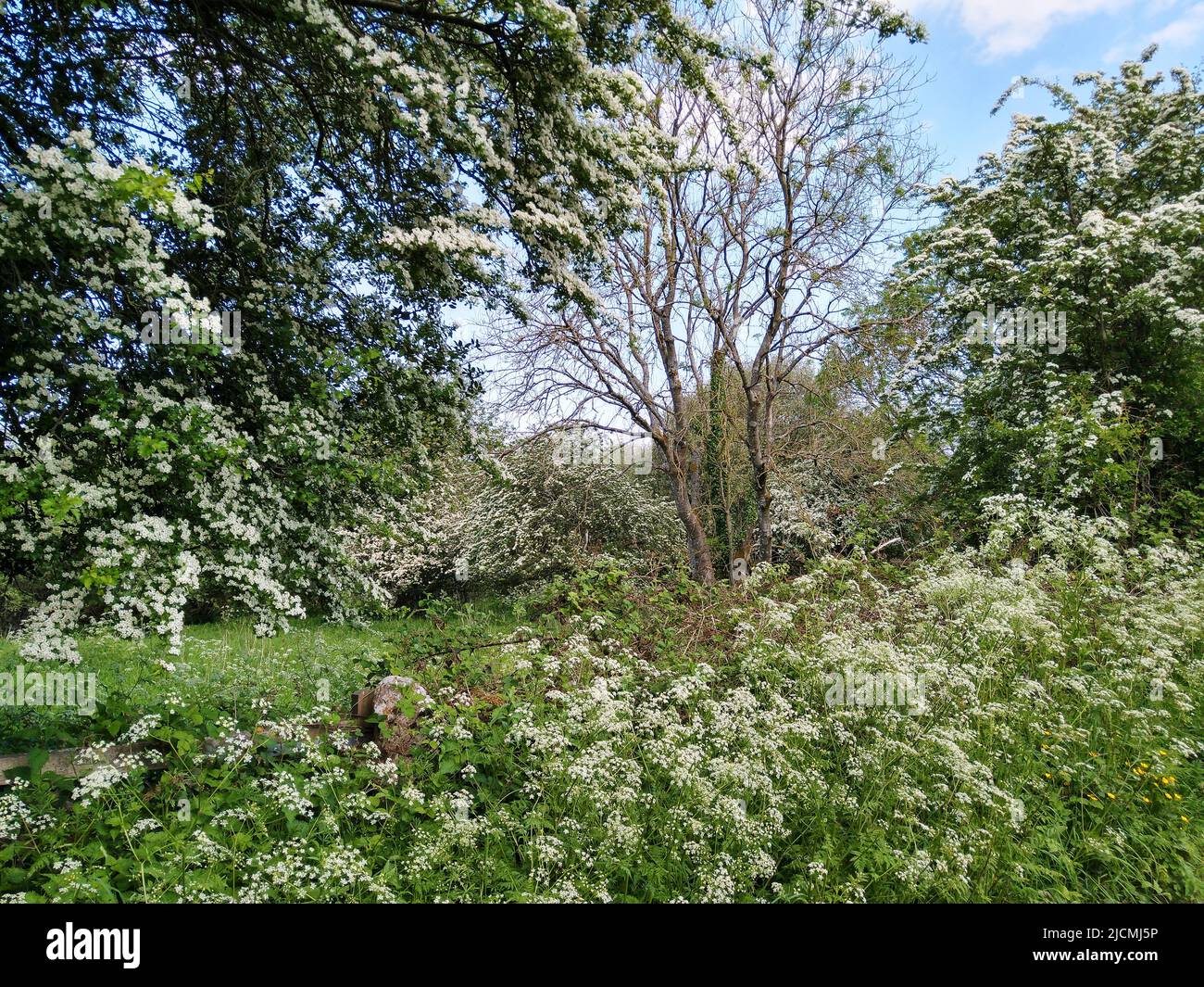 English Hedgerow in Early Summer Stock Photo - Alamy