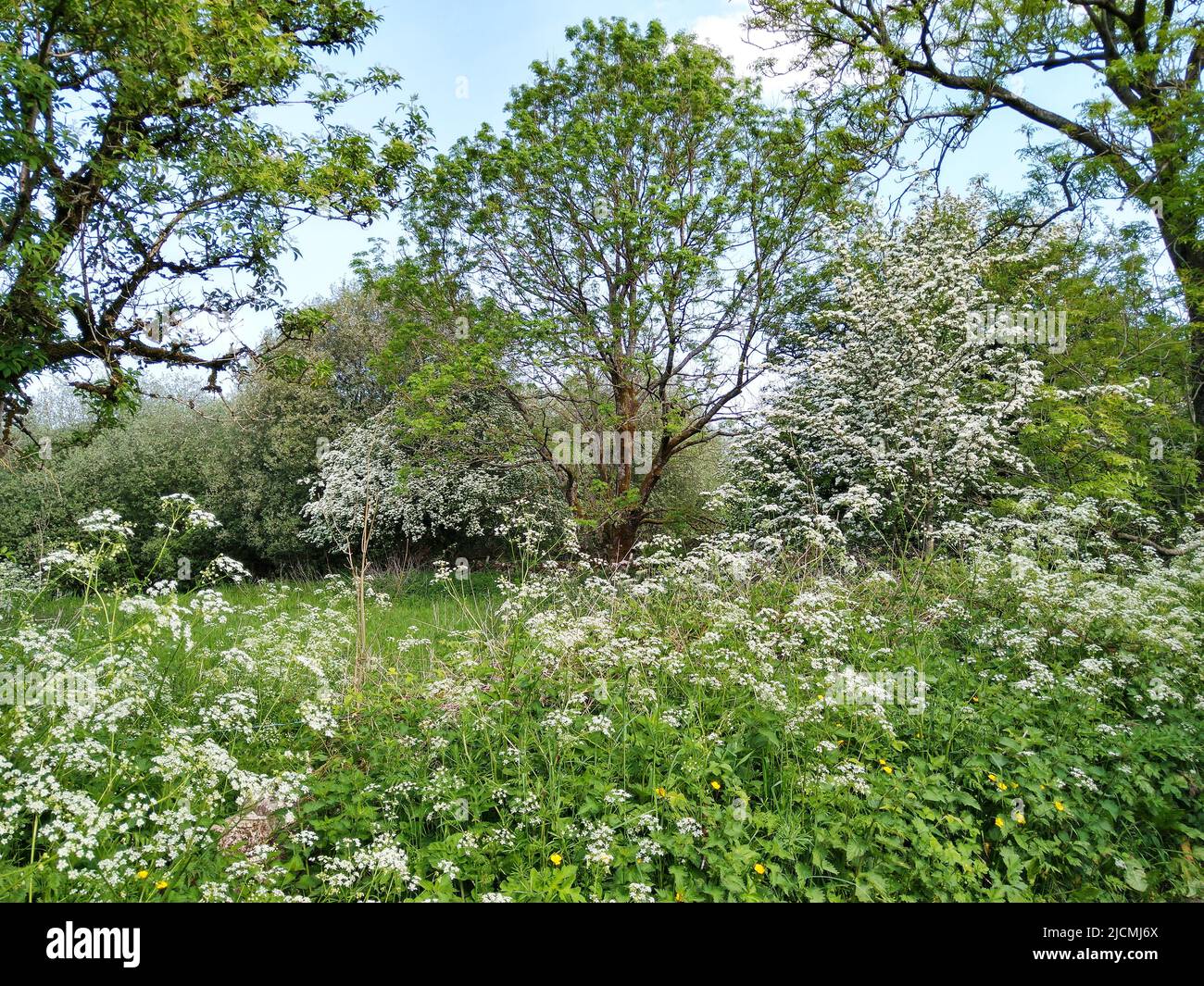English hedgerow hi-res stock photography and images - Alamy