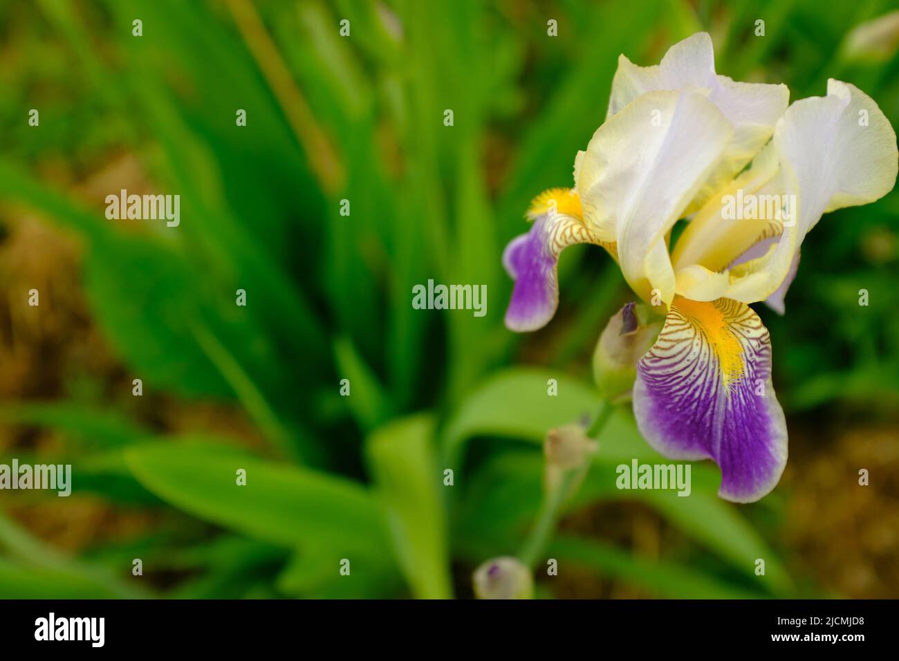 Iris flower on a blurred bush background. White with purple iris flower ...