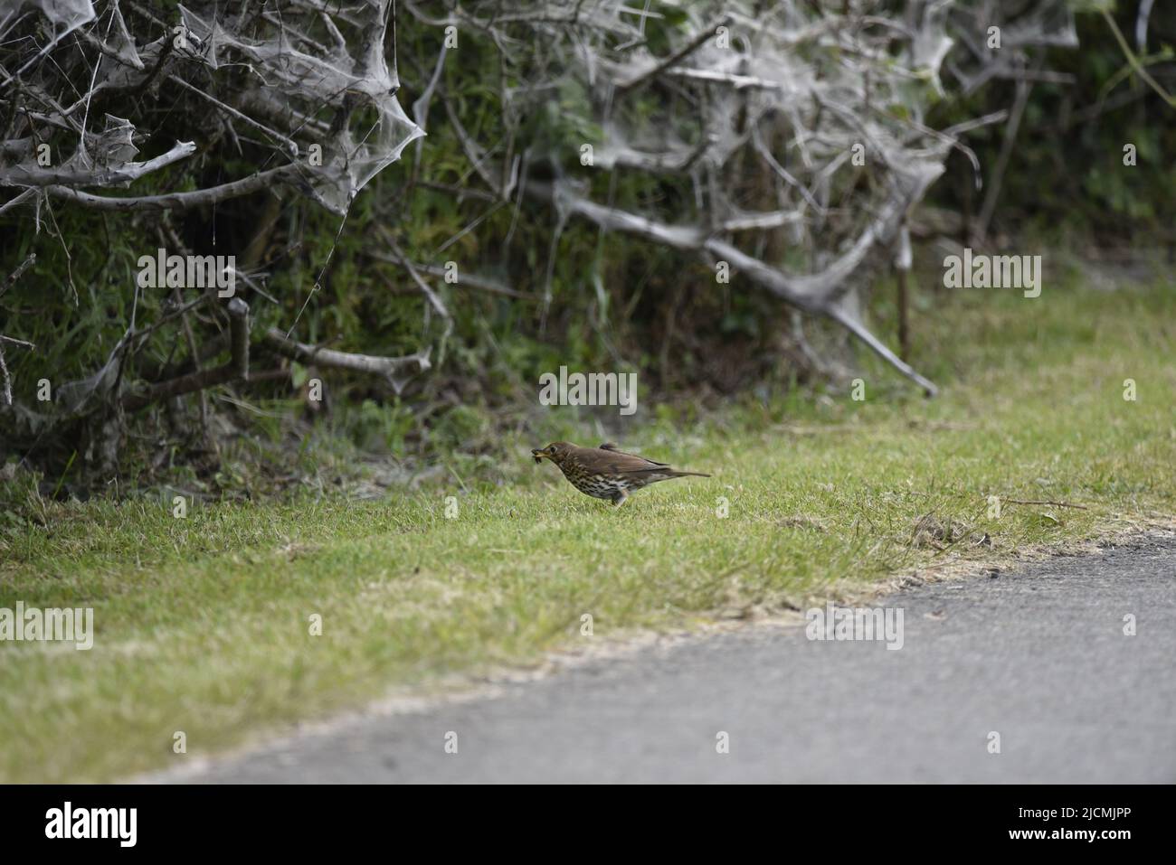 Left-Profile Image of a Song Thrush (Turdus philomelos) Standing on a ...