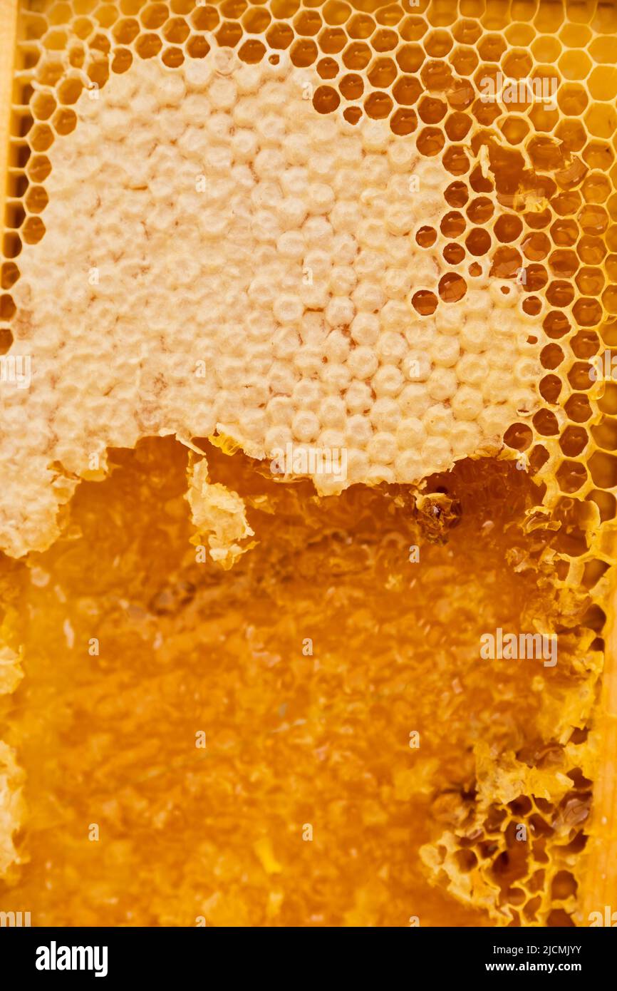Natural bees honey comb sealed with natural wax with the honey spilling ...