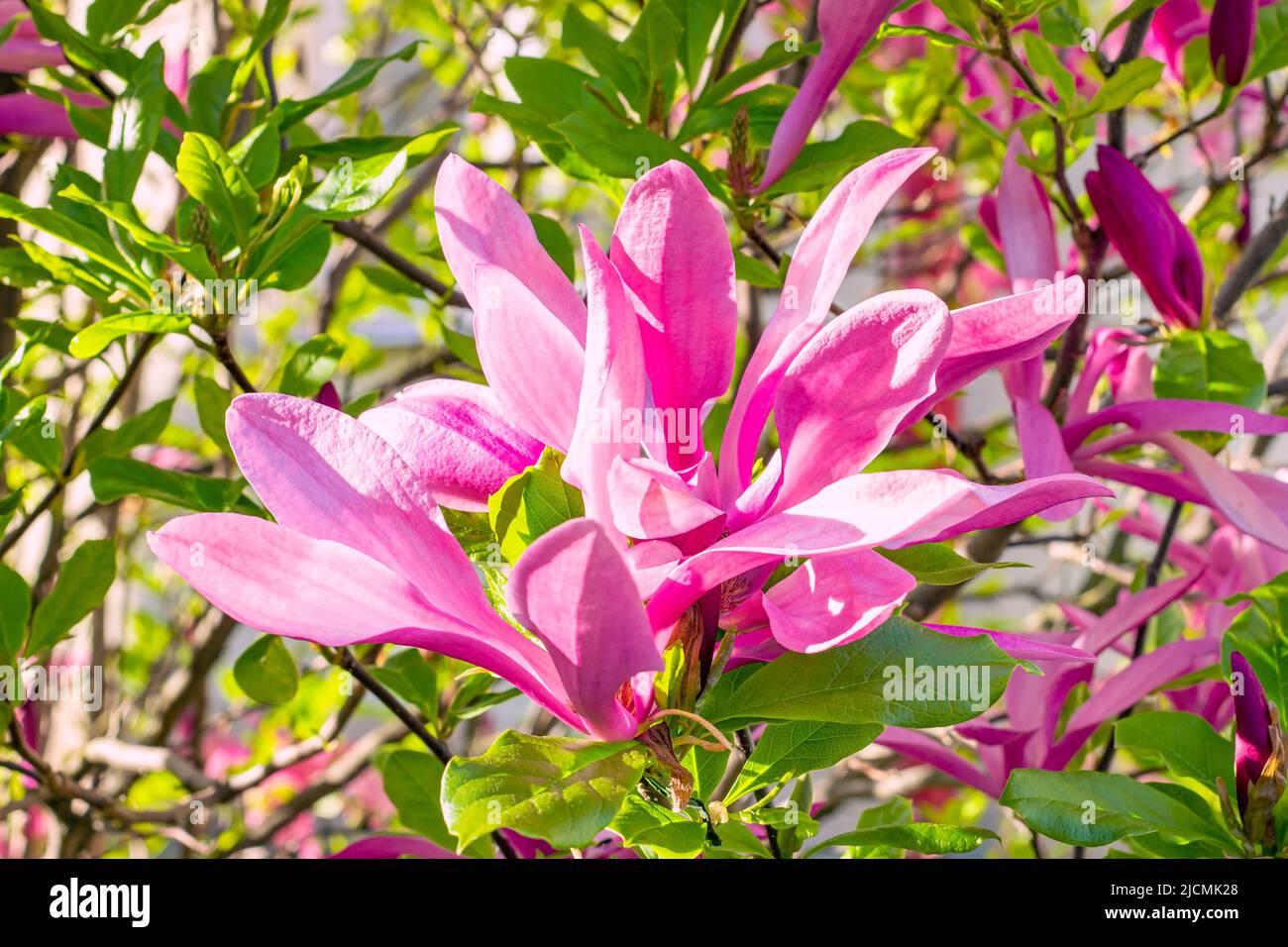 Bright pink Magnolia Susan liliiflora flowers with green leaves in the ...
