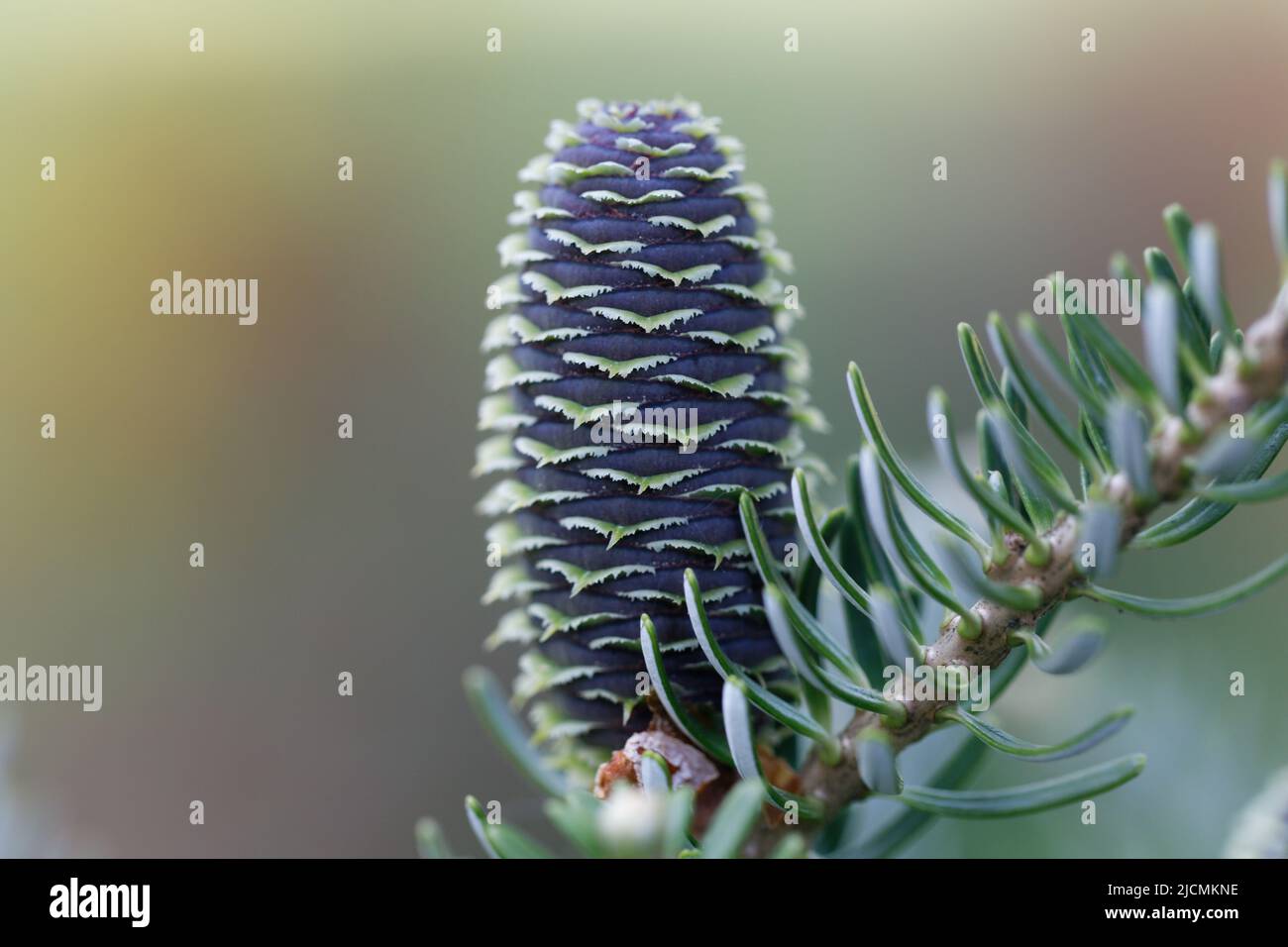 A young female cone of ordinary koreana spruce, its scales invitingly ...