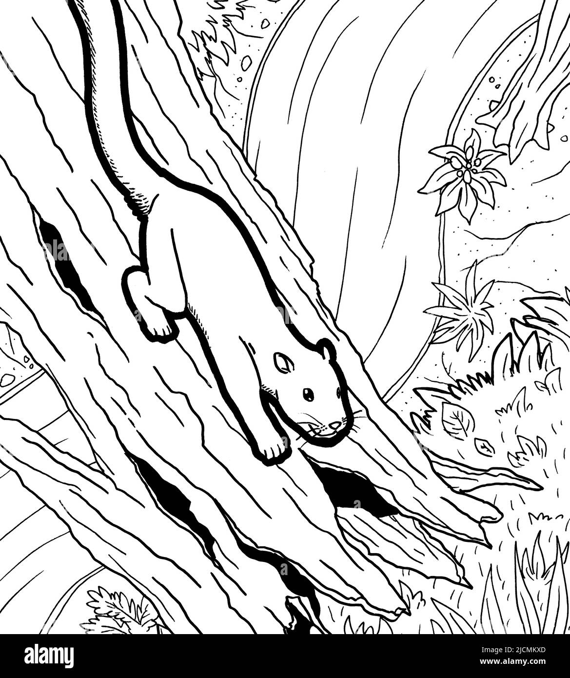 Mongoose Coloring Pages