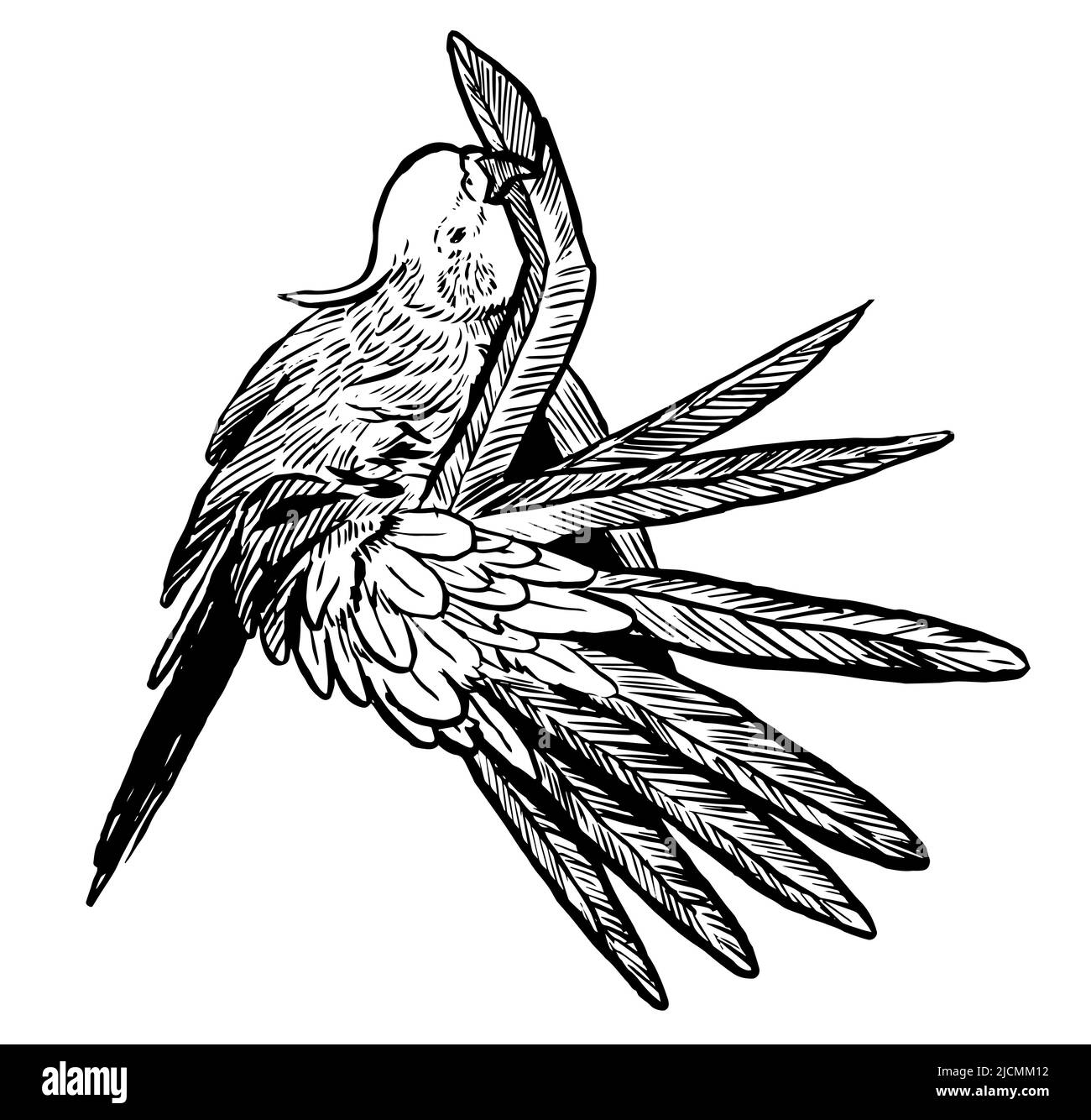 Cockatiel drawing hi-res stock photography and images - Alamy