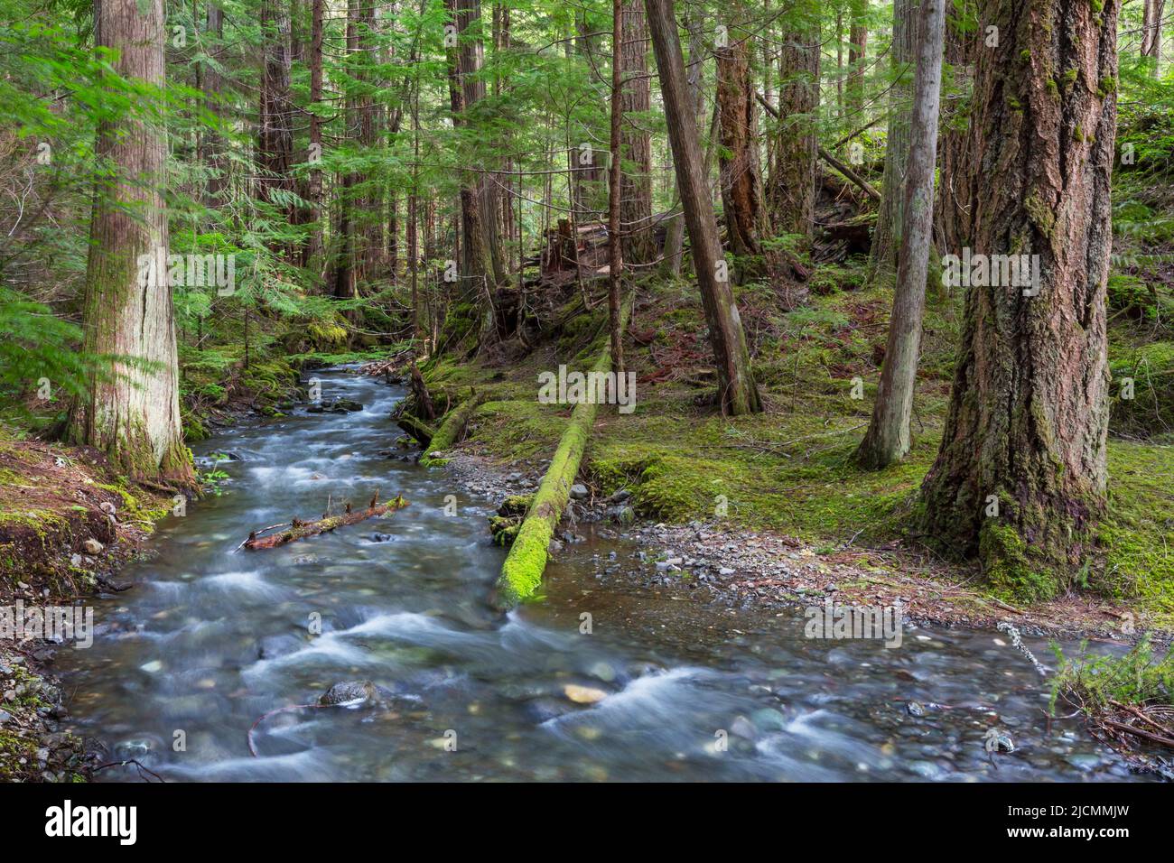 Beautiful small river in green forest Stock Photo - Alamy