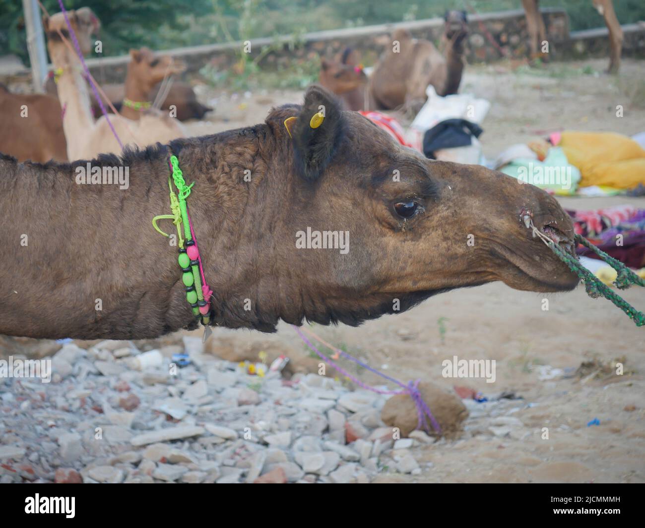 Camel Face Close up. camel is long neck animal Stock Photo - Alamy
