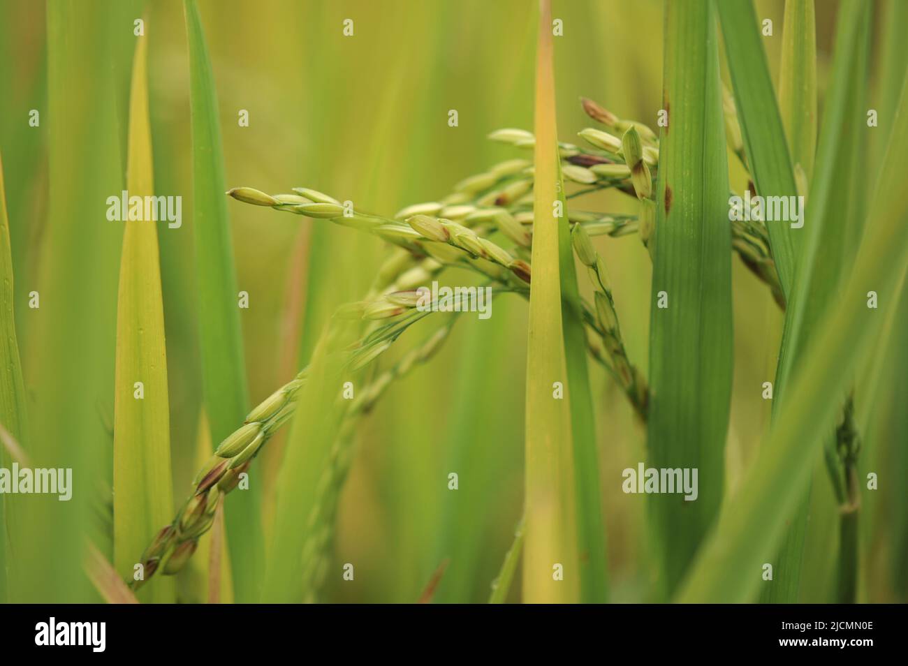 Mountain Province, Philippines: close up of a rice stalk, an ...