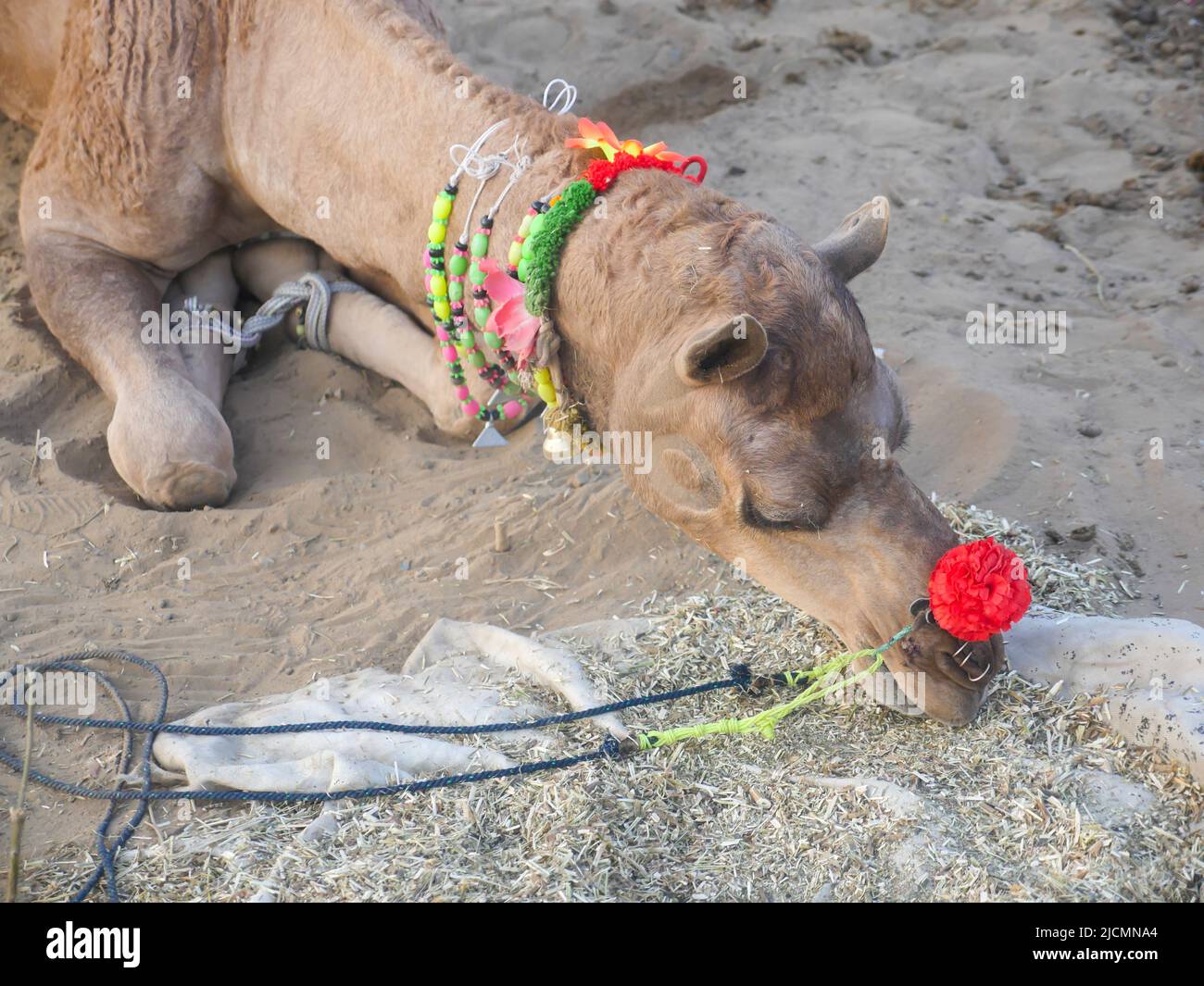 Indian camel hi-res stock photography and images - Alamy