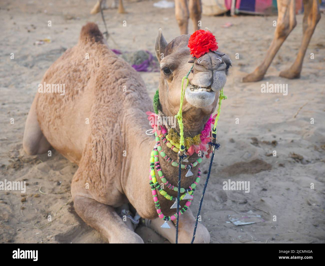 Indian Camel seat on a desert ground and eating food Stock Photo - Alamy
