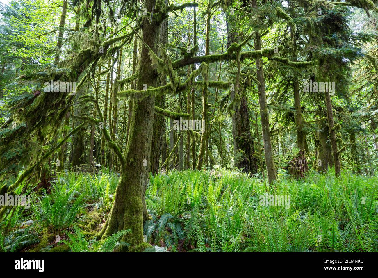 Fabulous rain forest. Trees covered with thick layer of moss Stock ...