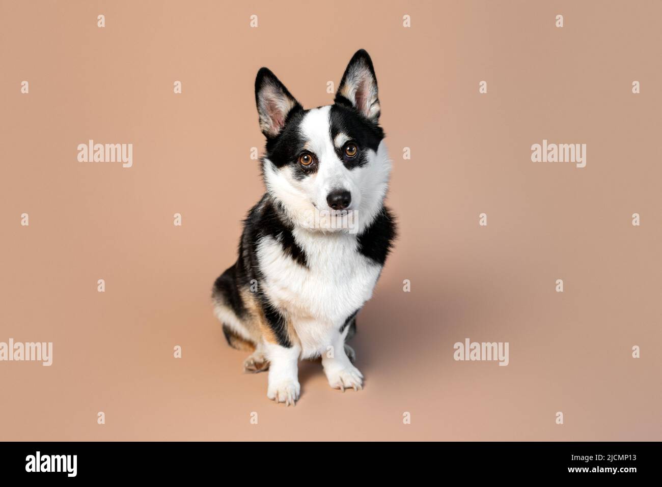 Welsh Corgi Pembroke breed dog of black, tan and white color on empty ...