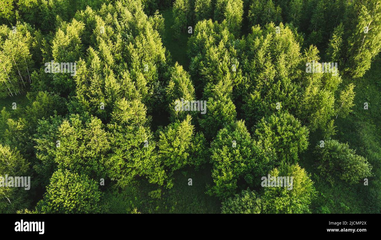 Aerial photo birch forest hi-res stock photography and images - Alamy