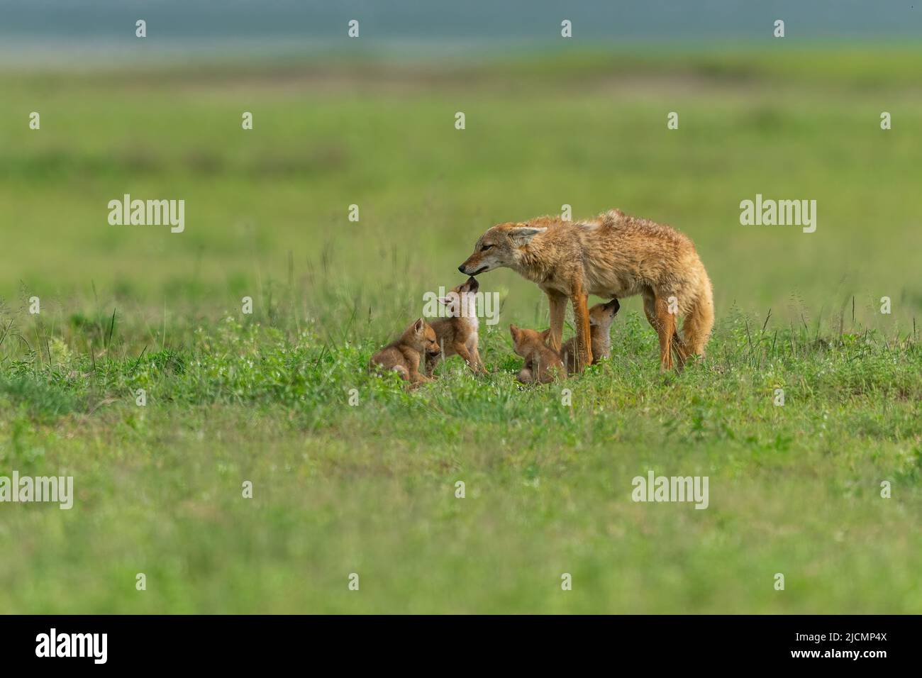 African golden wolf hi-res stock photography and images - Alamy