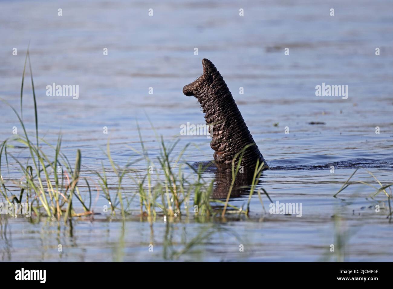 Elephant Trunk poking out of the Chobe River Botswana Stock Photo - Alamy