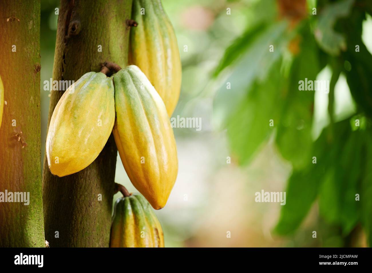 Yellow cocoa pods harvest background close up view with copy space ...