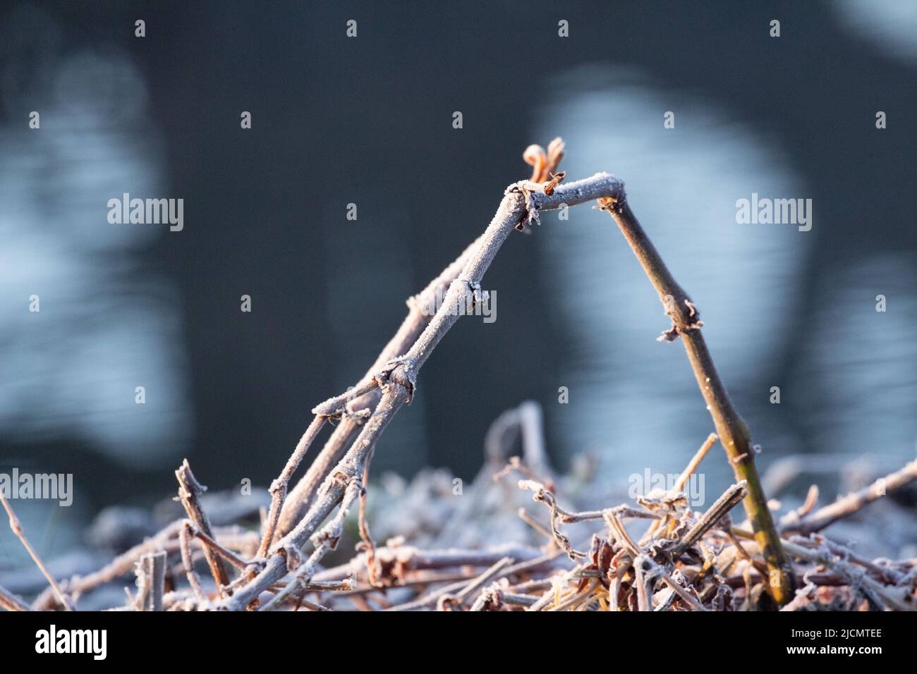 African winter hi-res stock photography and images - Alamy