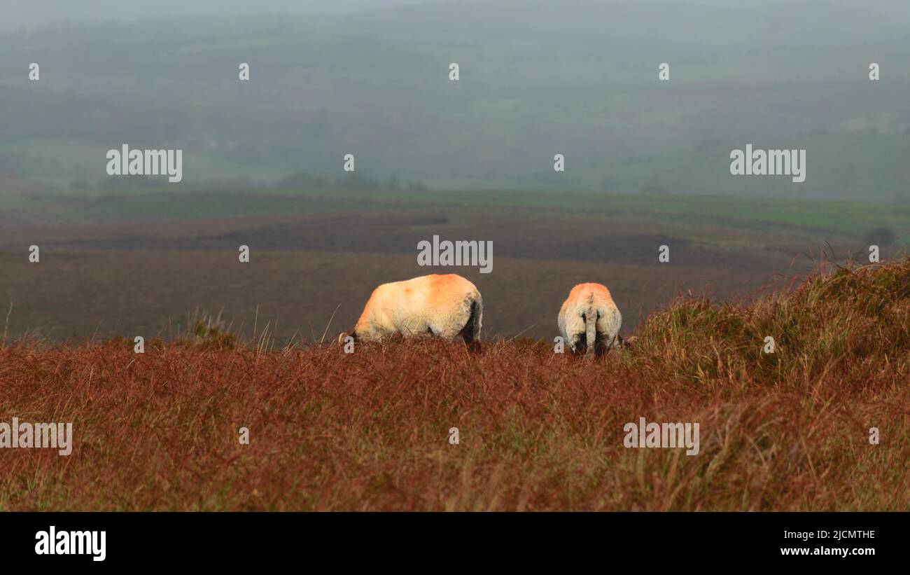 rural autumn landscape, painted sheep herd in a beautiful mountain ...