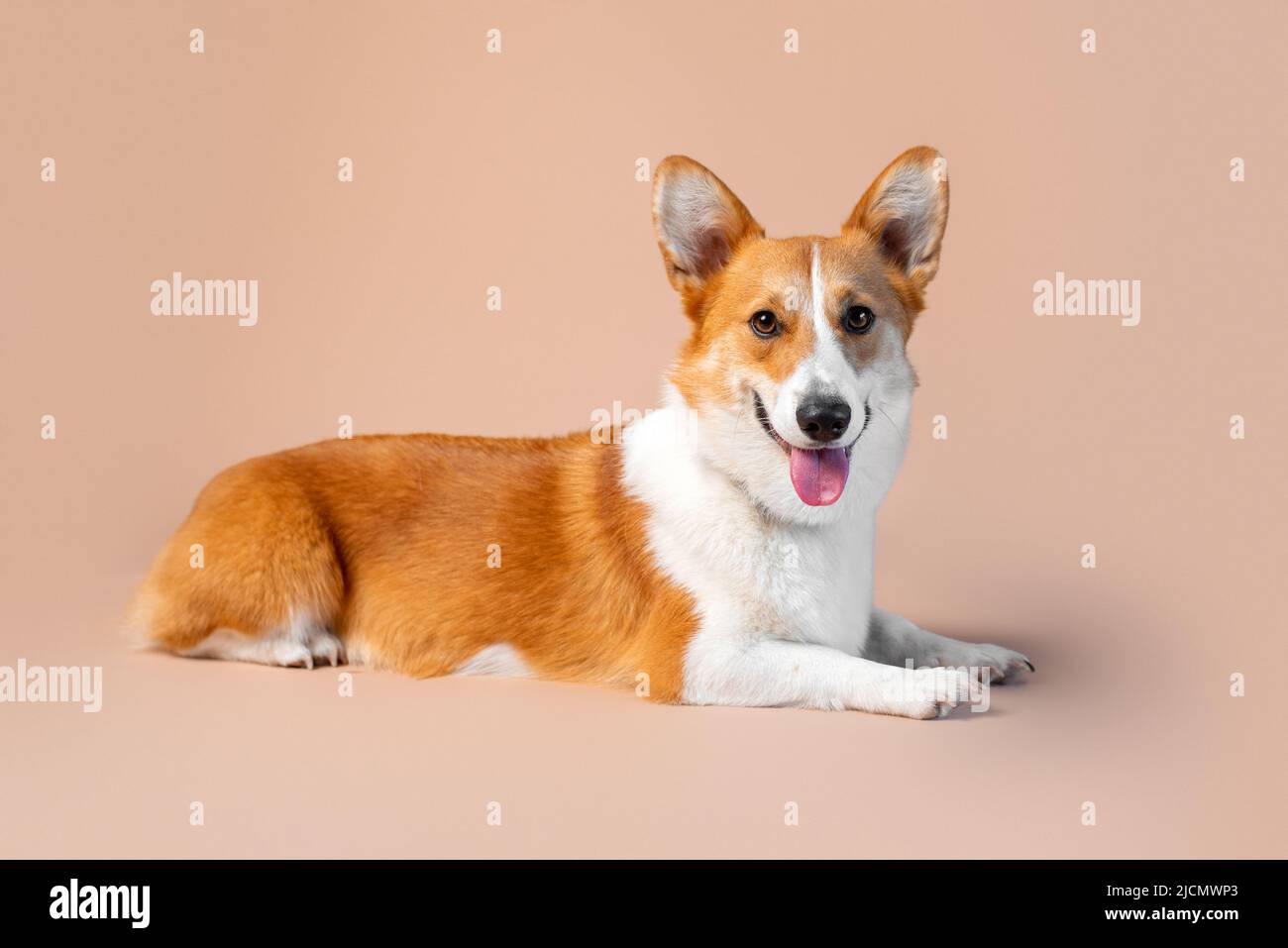 Welsh Corgi Pembroke breed dog of red and white color on empty tan ...