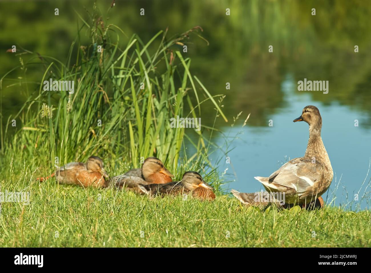 Female duck with little ducklings sitting in the grass on the shore of ...